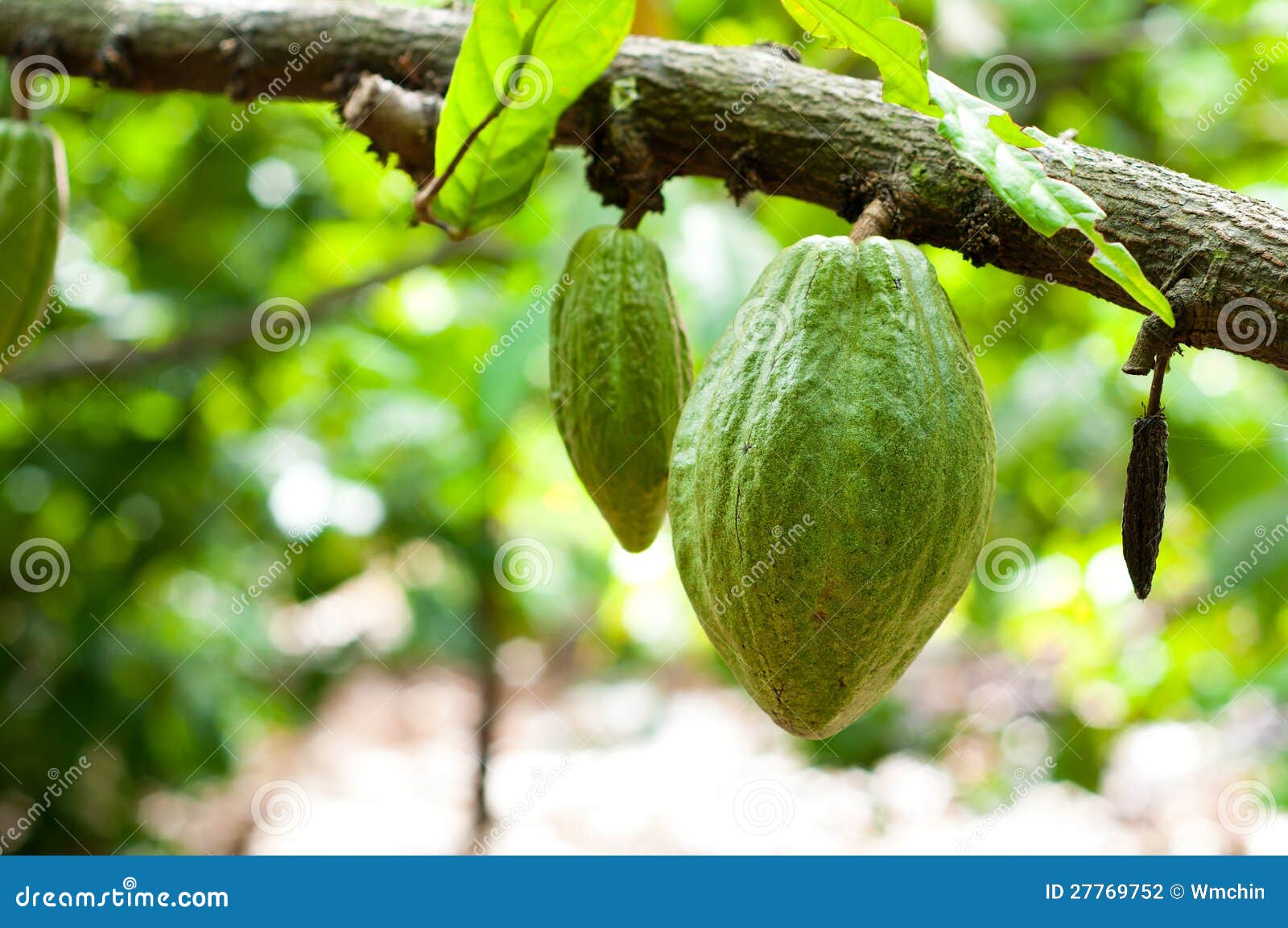 Cocoa pods stock photo. Image of fruit, rural, asia, forest - 27769752