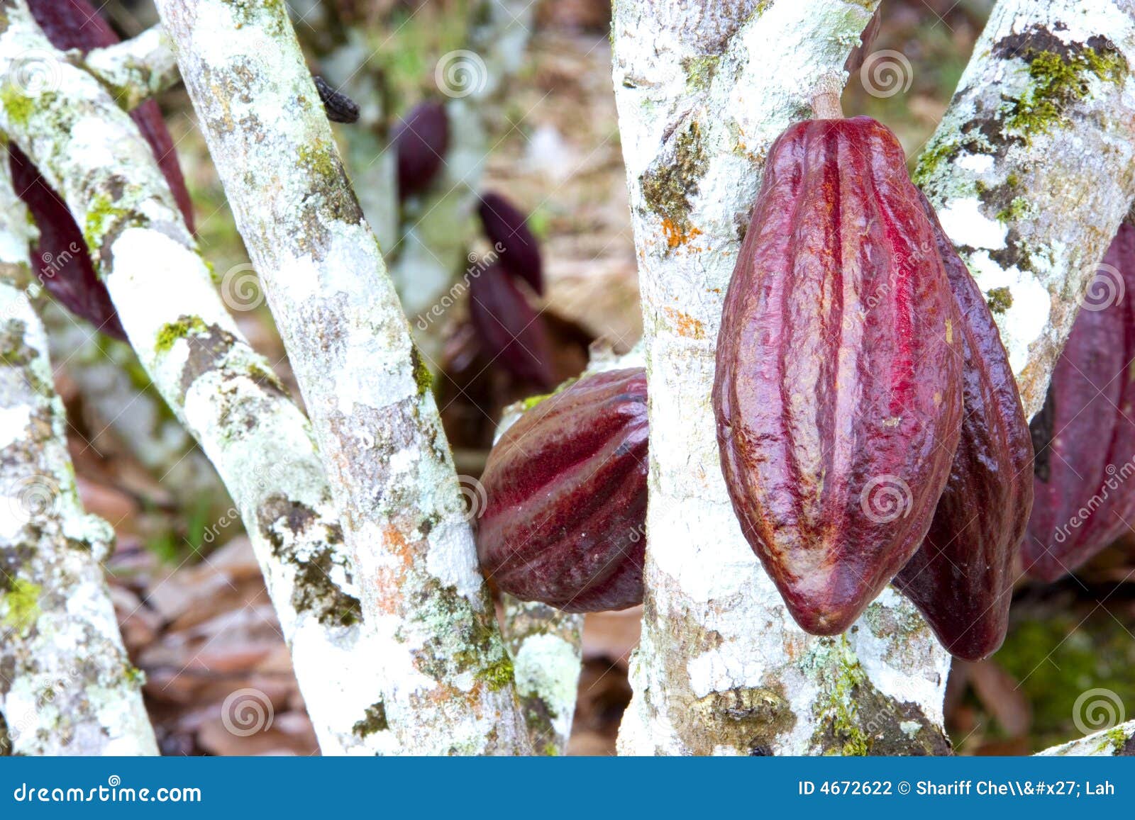 Cocoa Pods stock photo. Image of beverage, chocolate, ripe - 4672622
