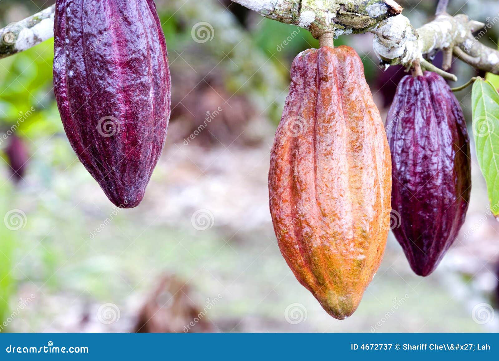 Cocoa Pods stock image. Image of pods, ripe, plantation - 4672737
