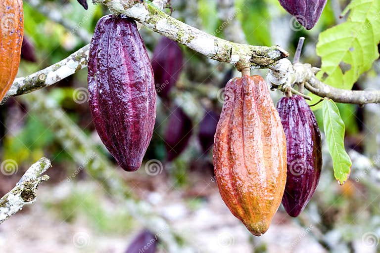Cocoa Pods stock photo. Image of nature, ripe, tropical - 7627178