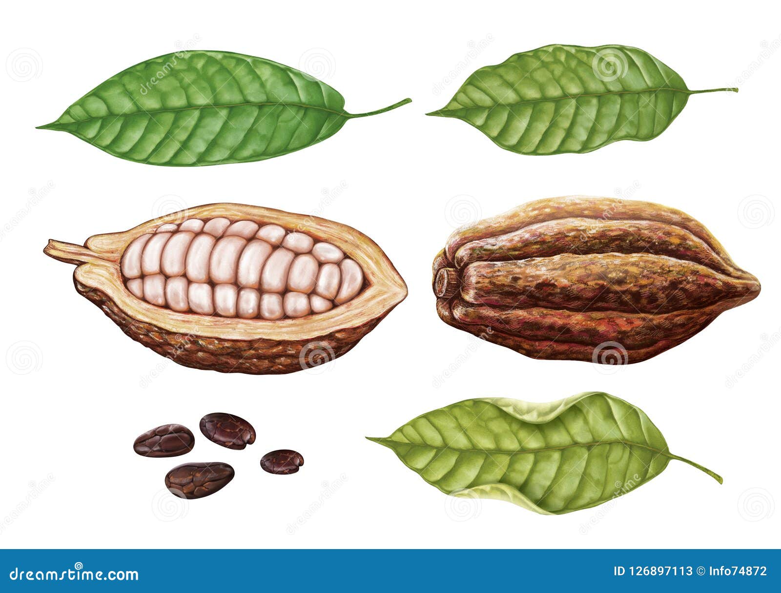 Cocoa Pods, Cocoa Beans and Leaves. Stock Illustration - Illustration ... Cocoa Pods, Cocoa Beans and Leaves. Stock Illustration - Illustration ...
