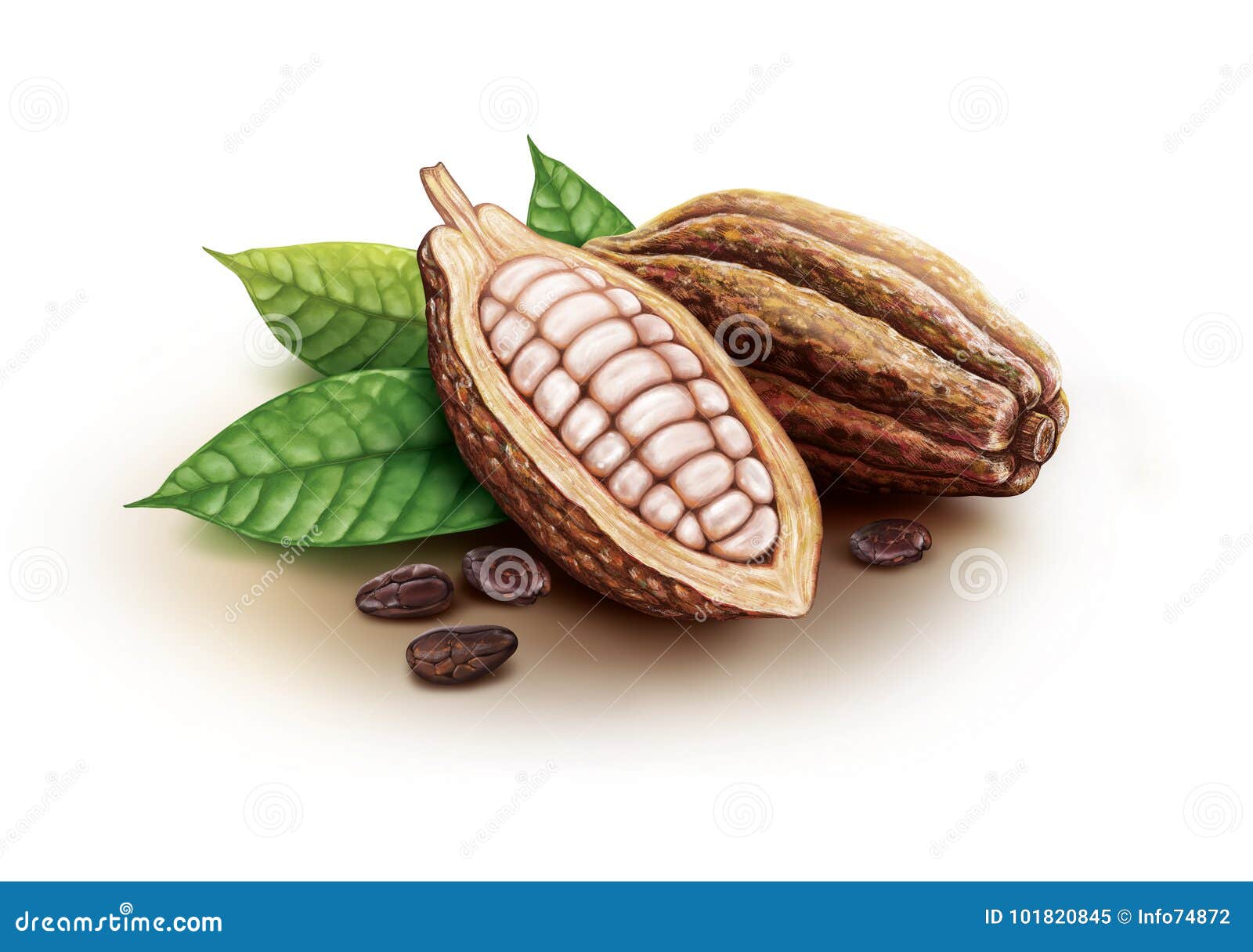 Cocoa Pods, Cocoa Beans and Leaves Stock Image - Image of leaf ... Cocoa Pods, Cocoa Beans and Leaves Stock Image - Image of leaf ...