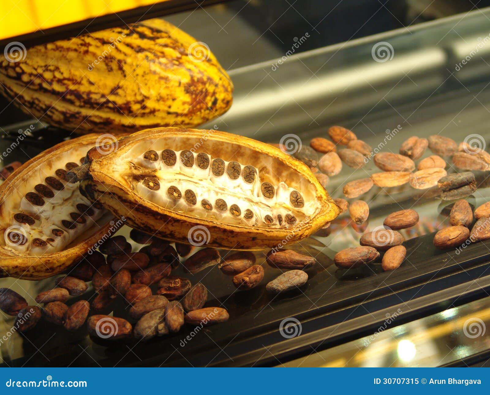 Cocoa Pods stock image. Image of ingredient, crop, reap - 30707315