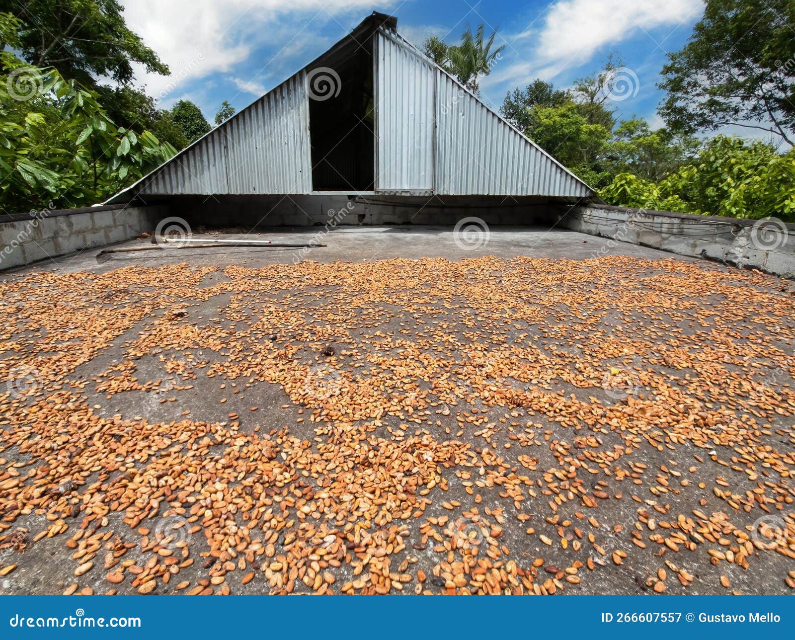 Cocoa Pods Drying on Barge at Cocoa Farm Stock Image - Image of ...
