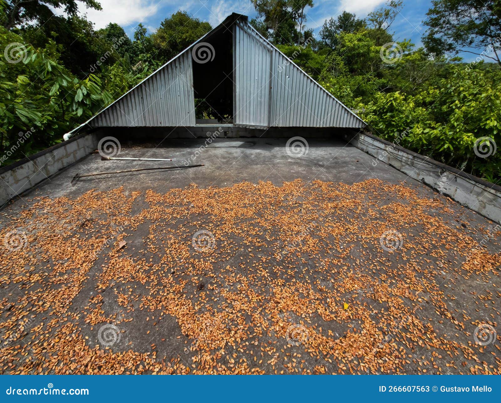 Cocoa Pods Drying on Barge at Cocoa Farm Stock Image - Image of fruit ...