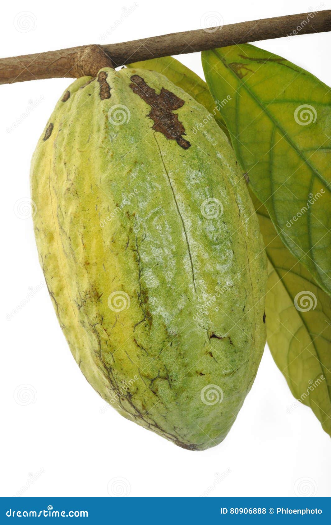 Cocoa pods stock photo. Image of food, background, pods - 80906888