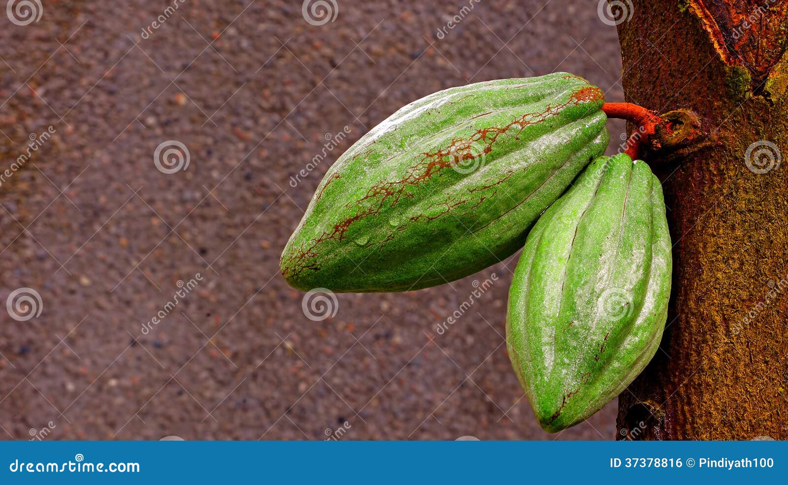 Cocoa pods stock photo. Image of chocolate, produce, botany - 37378816