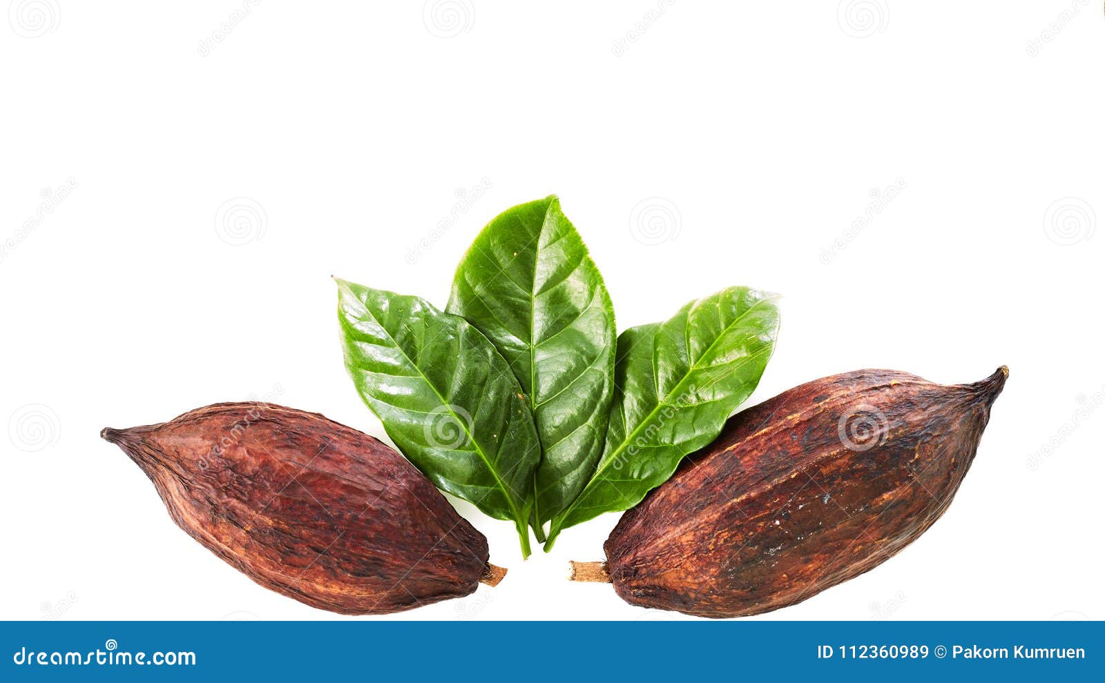 Cocoa pods with Cocoa leaf stock image. Image of open - 112360989