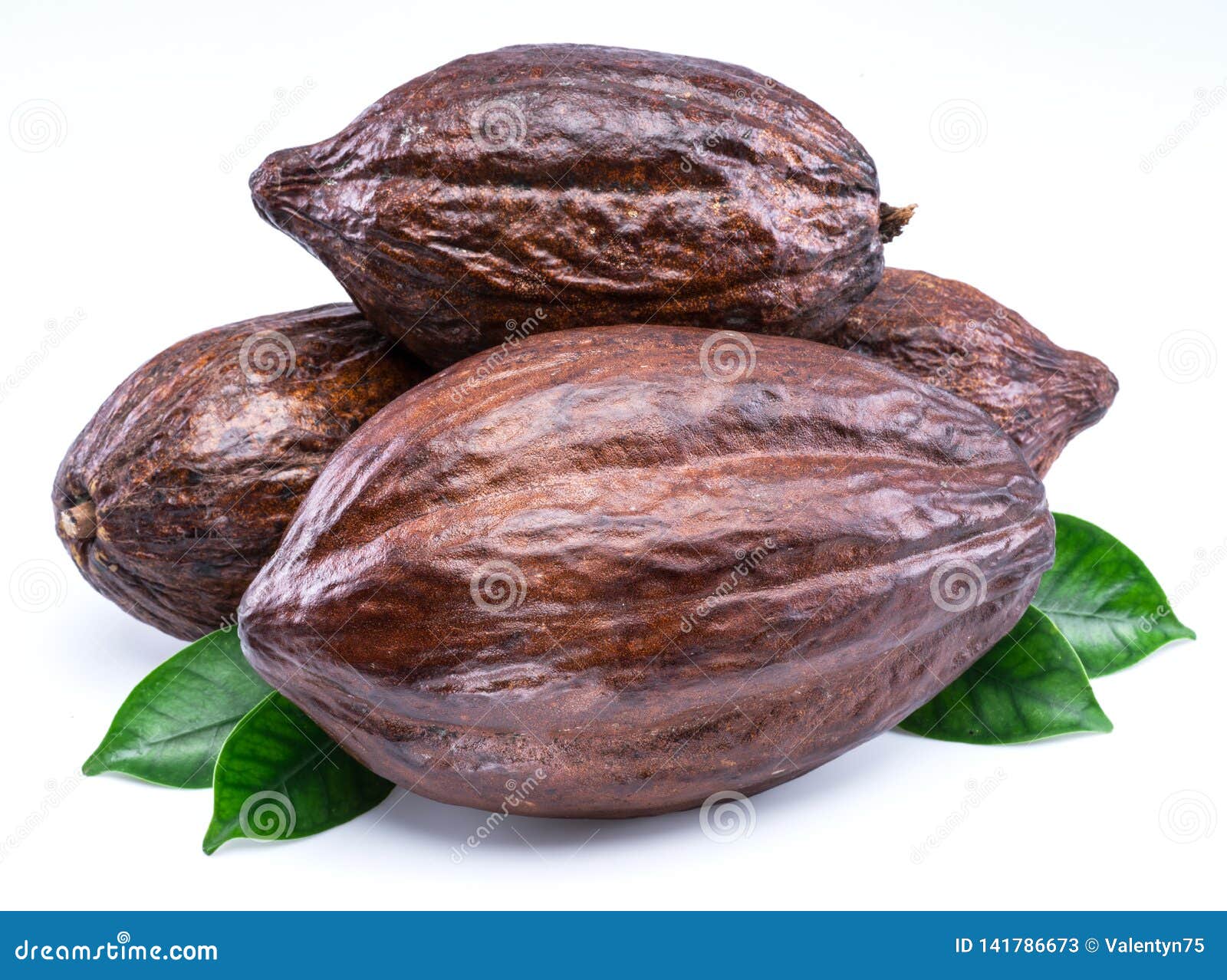Cocoa Pods with Cocoa Leaves Isolated on a White Background Stock Image ...