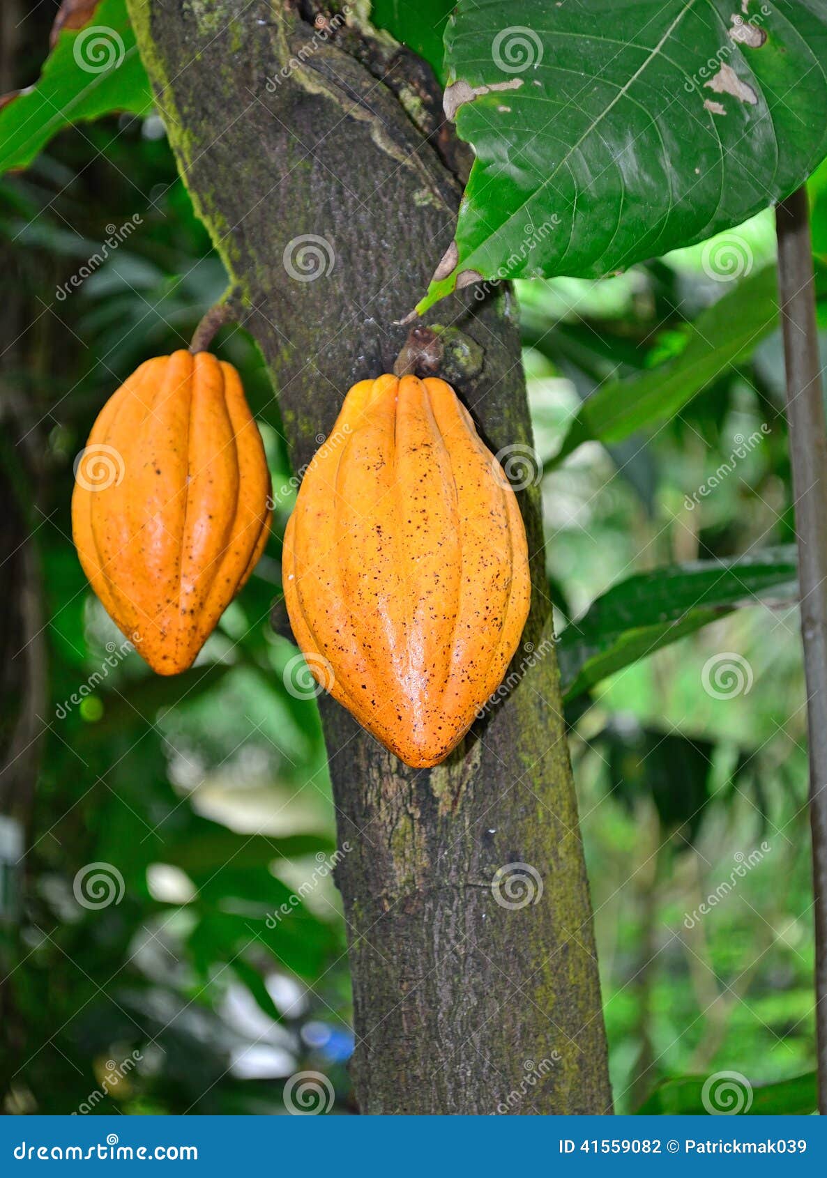 Cocoa pods stock photo. Image of forest, sterculiaceae - 41559082