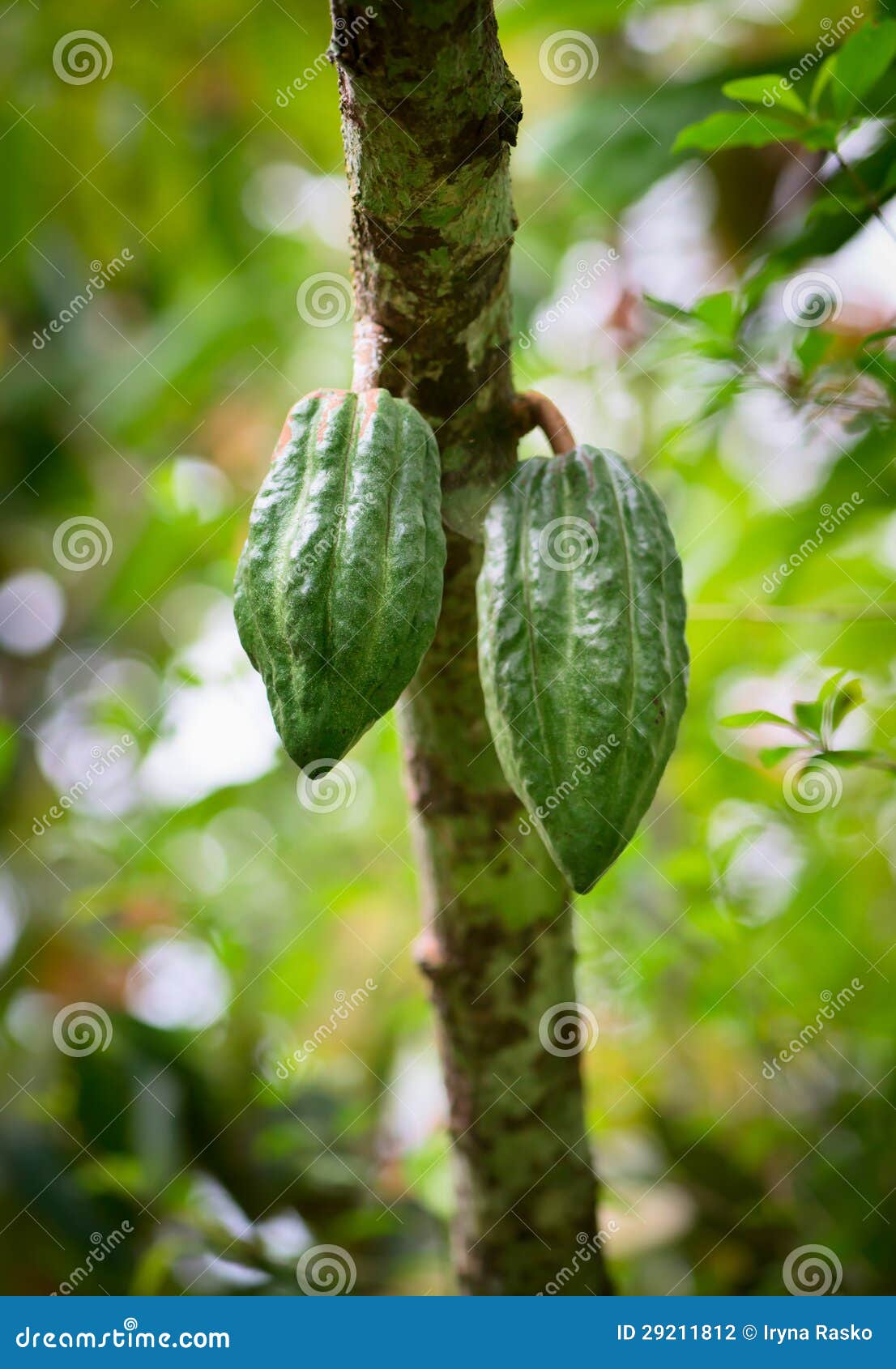 Cocoa pods on the tree stock photo. Image of growth, garden - 29211812