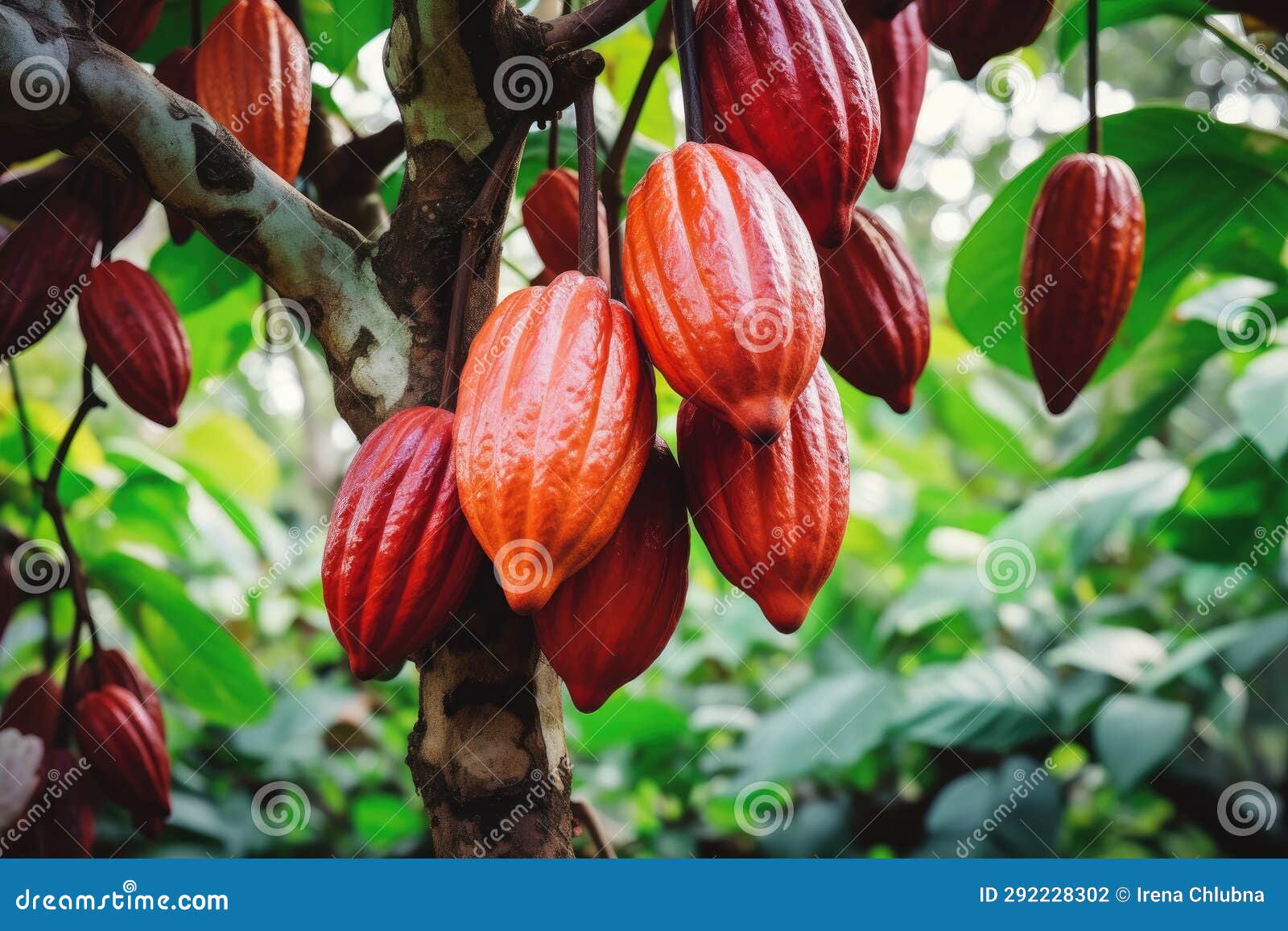 Cocoa pods on the tree stock illustration. Illustration of tropical ...