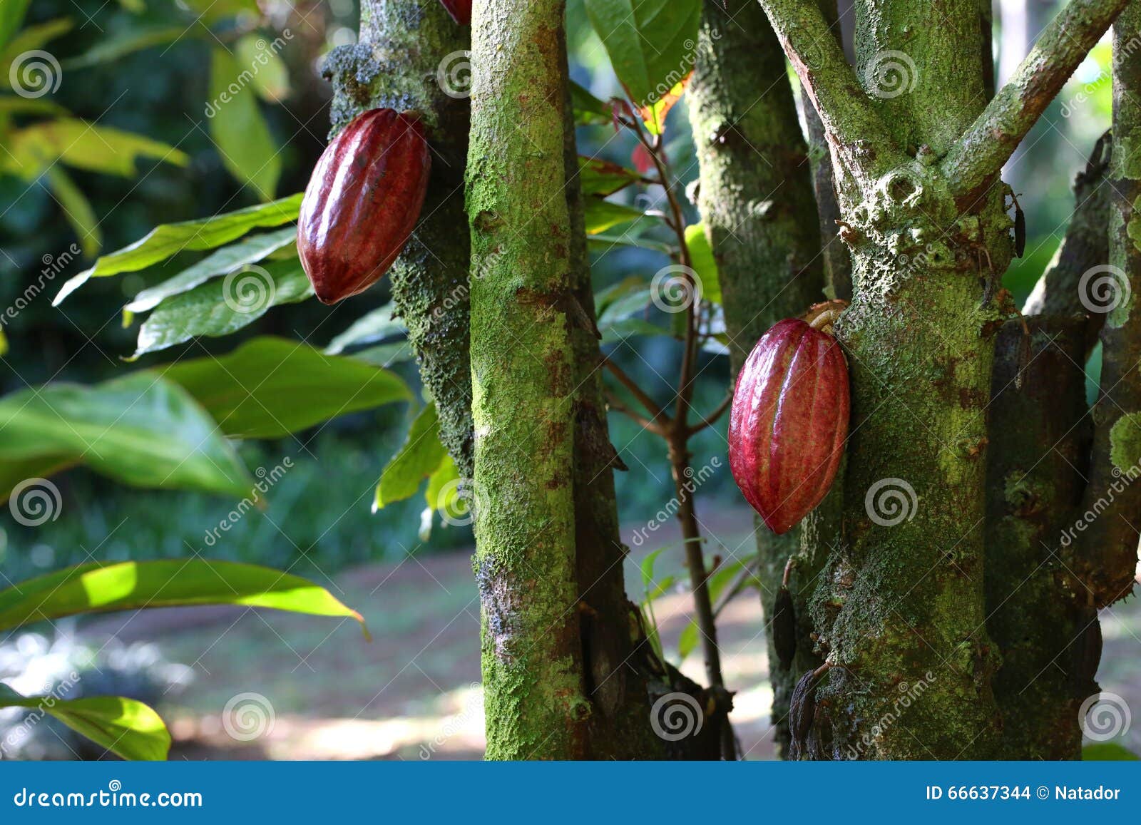 Cocoa Pods stock photo. Image of harvest, kernels, grow - 66637344