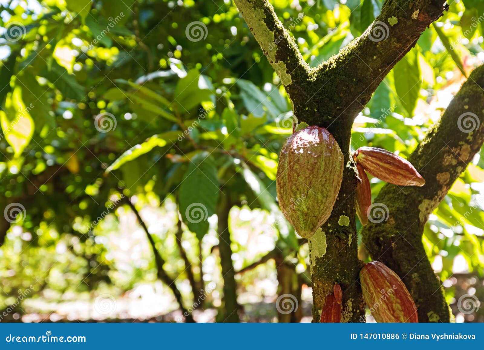 Cocoa Pods on the Tree on Sunny Day Stock Photo - Image of growth ...
