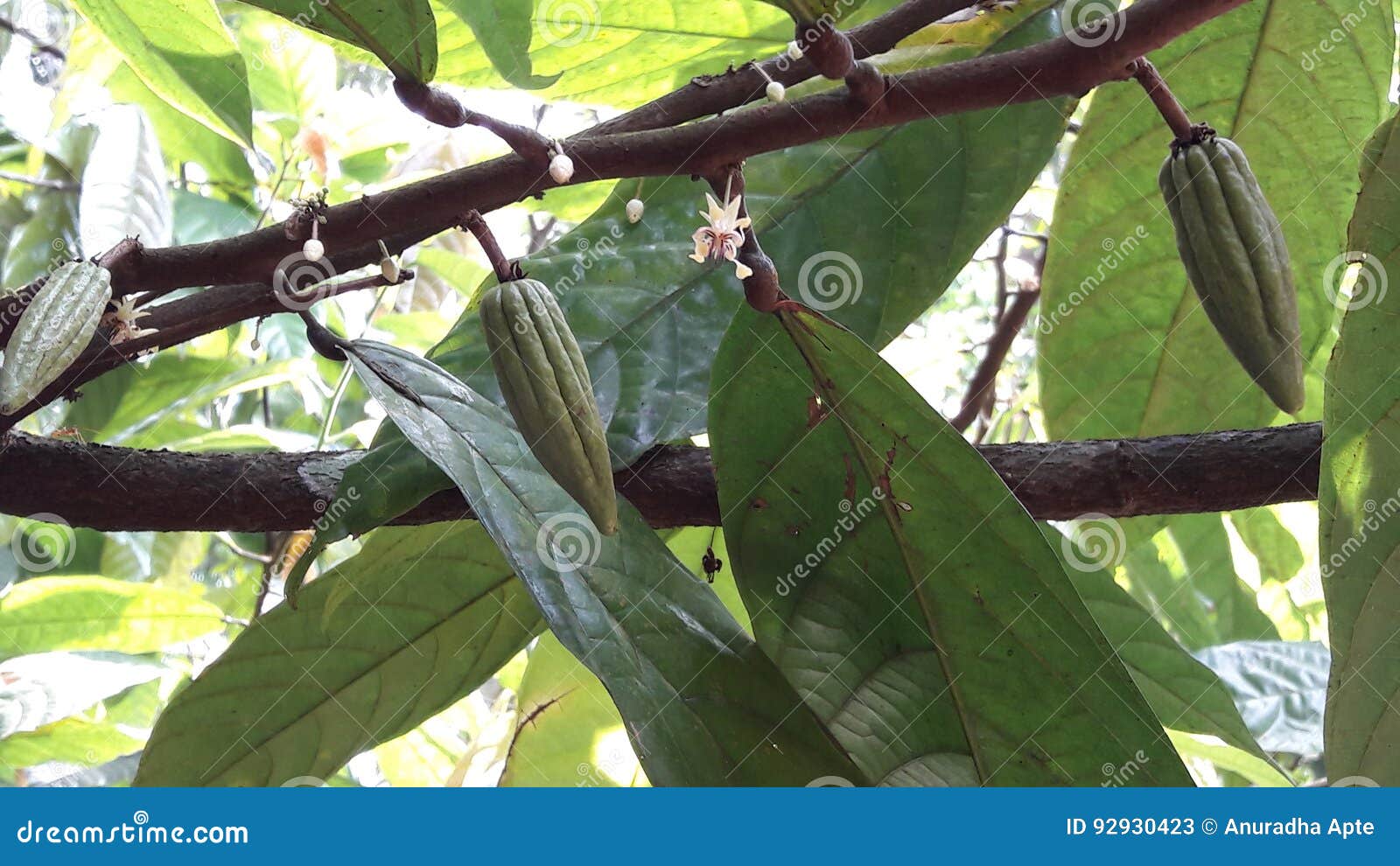 Cocoa Pods stock image. Image of pods, bloom, cosmos - 92930423