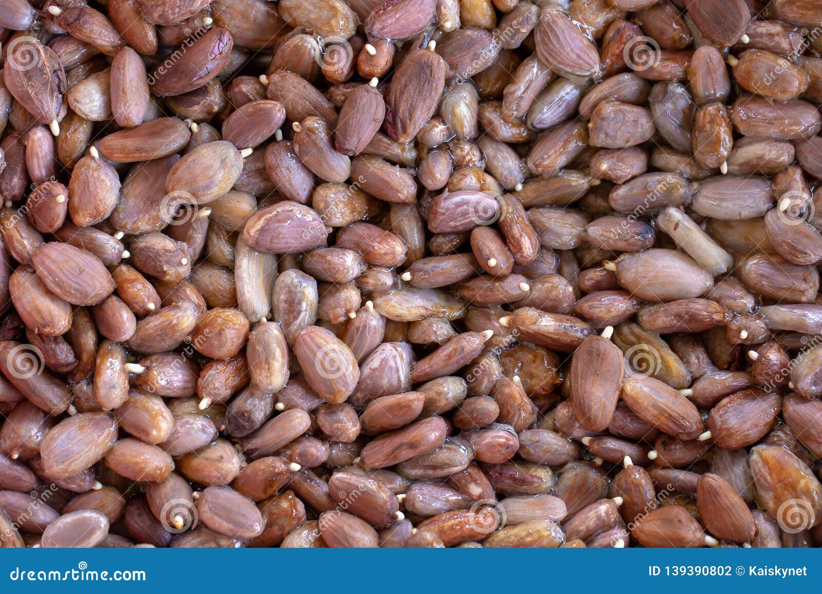 Cocoa Root Sprouting in the Basket Stock Photo - Image of cacao, plant ...