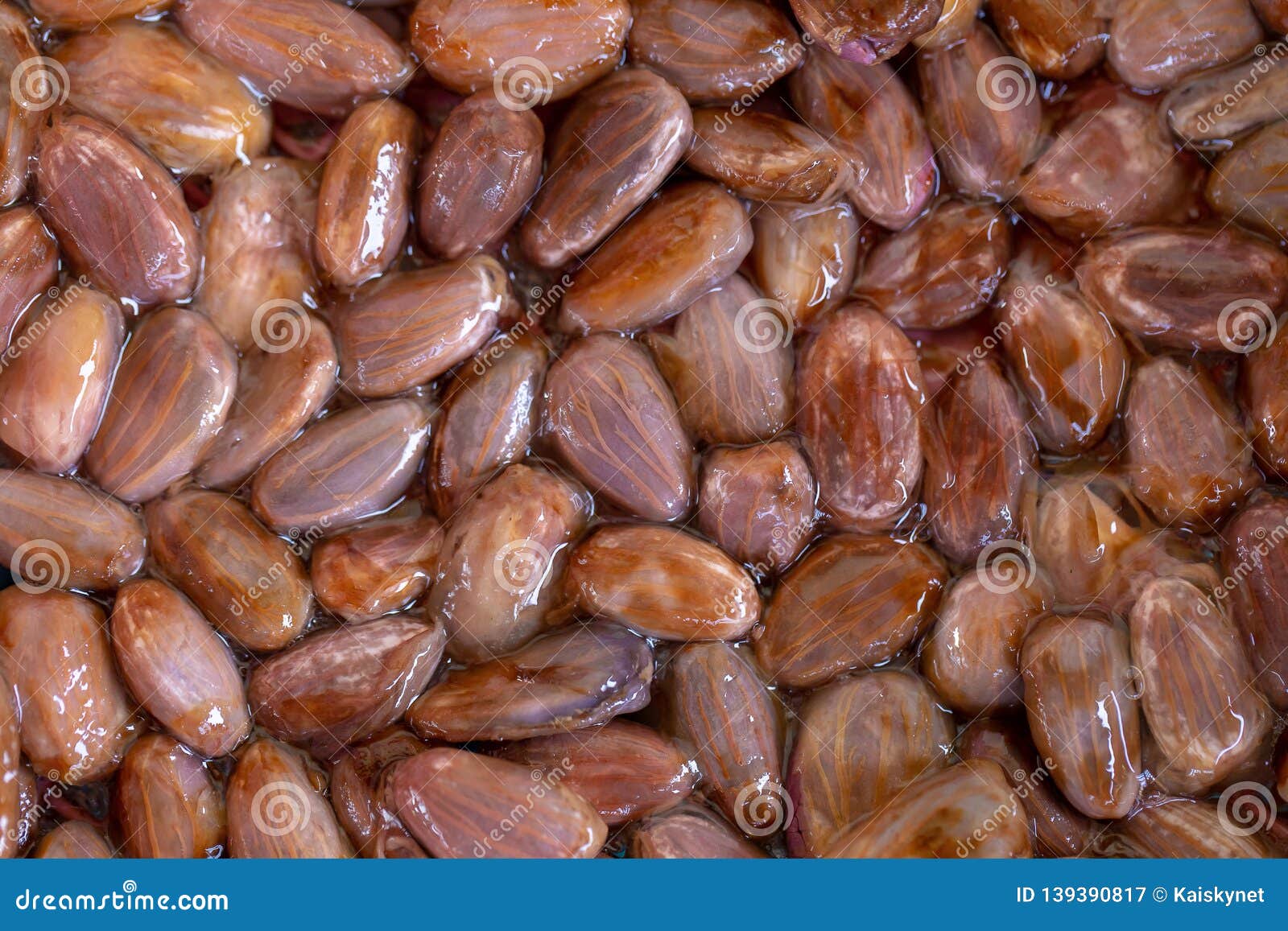 Cocoa Root Sprouting in the Basket Stock Image - Image of seedling ...