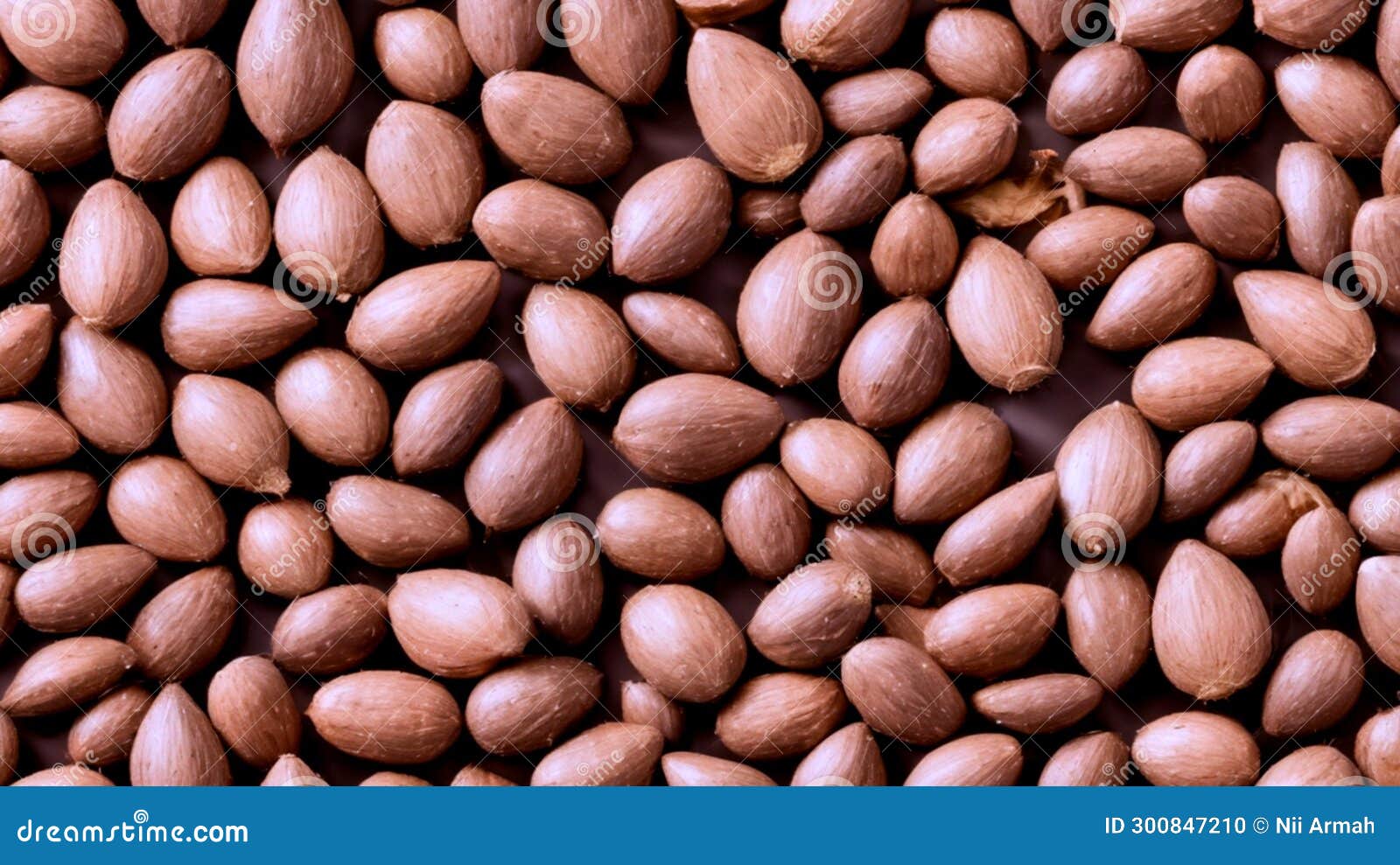 Cocoa seed from farm stock photo. Image of cacao, harvested - 300847210