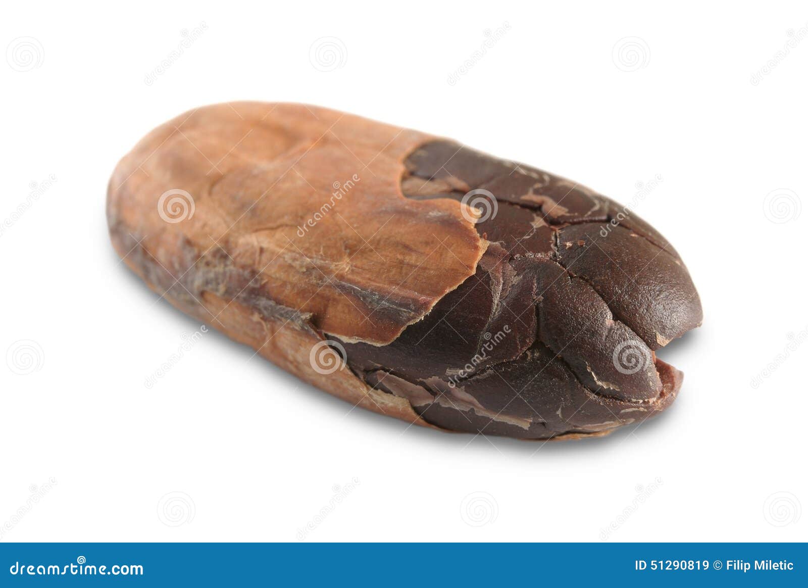 Cocoa seed stock image. Image of closeup, ingredient - 51290819