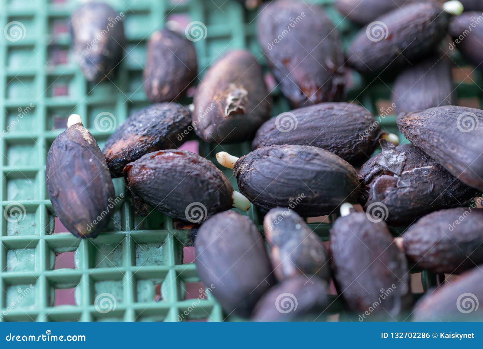Cocoa Seed Sprouting in a Green Basket Stock Photo - Image of compost ...