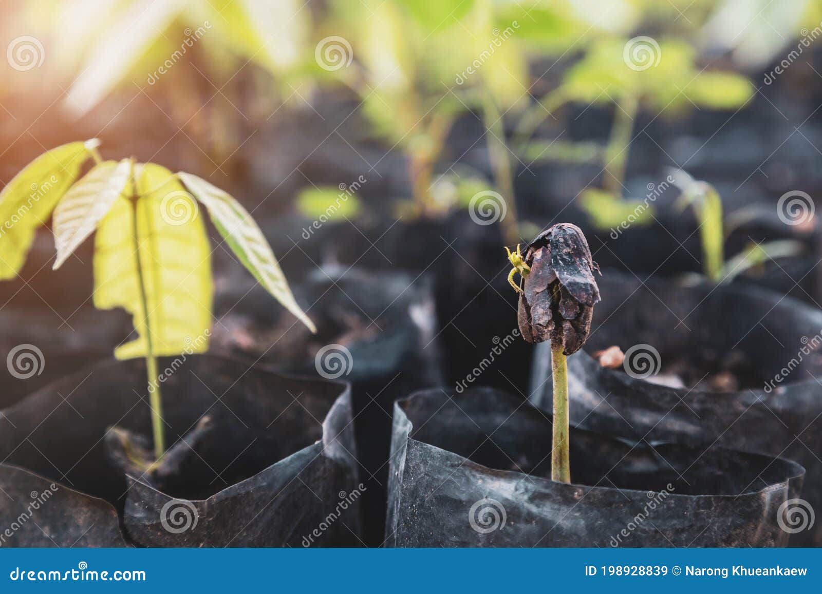 Cocoa Seedling and Cocoa Trees is Growing New on the Farm Stock Image ...