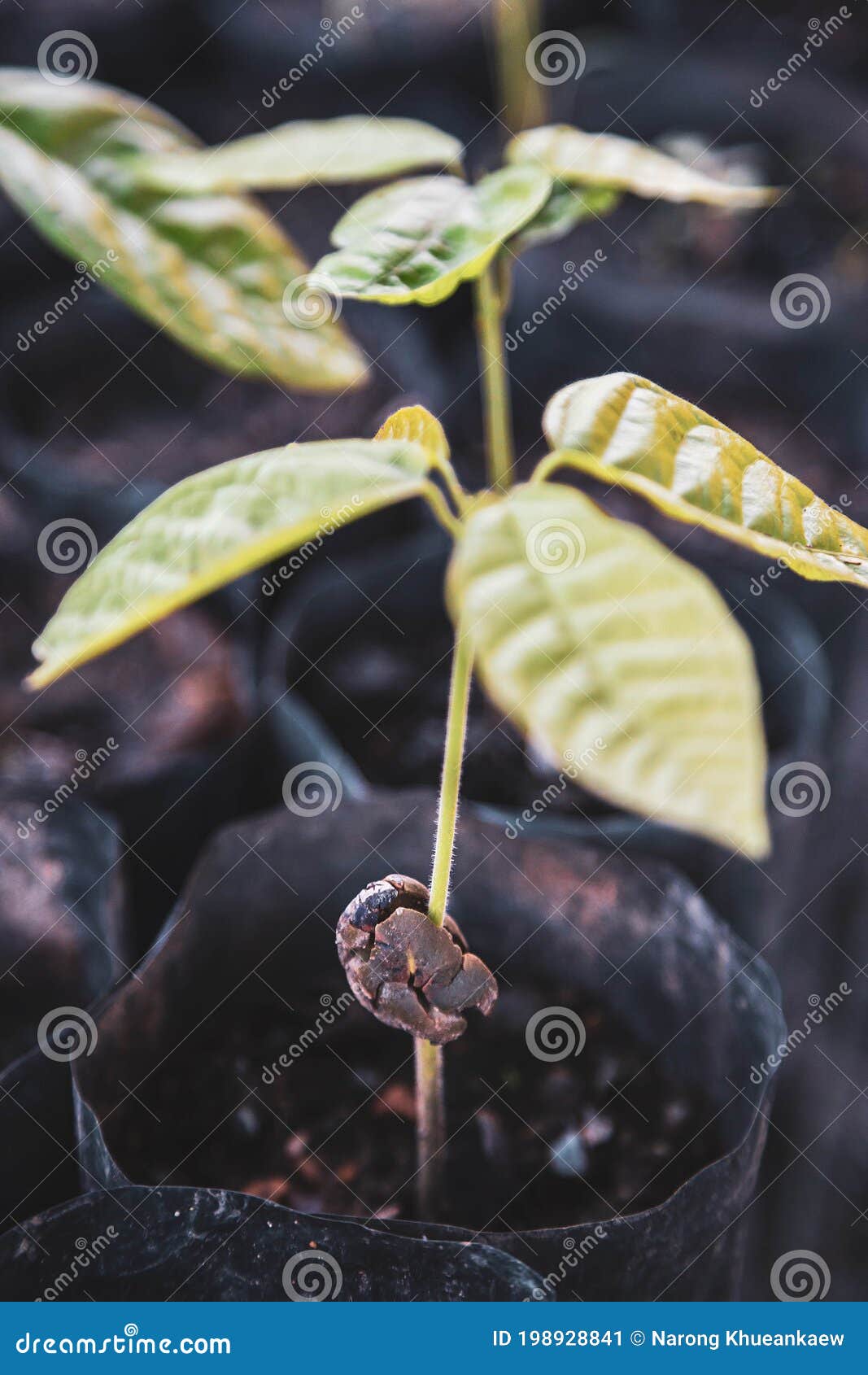 Cocoa Seedling and Cocoa Trees is Growing New on the Farm Stock Image ...