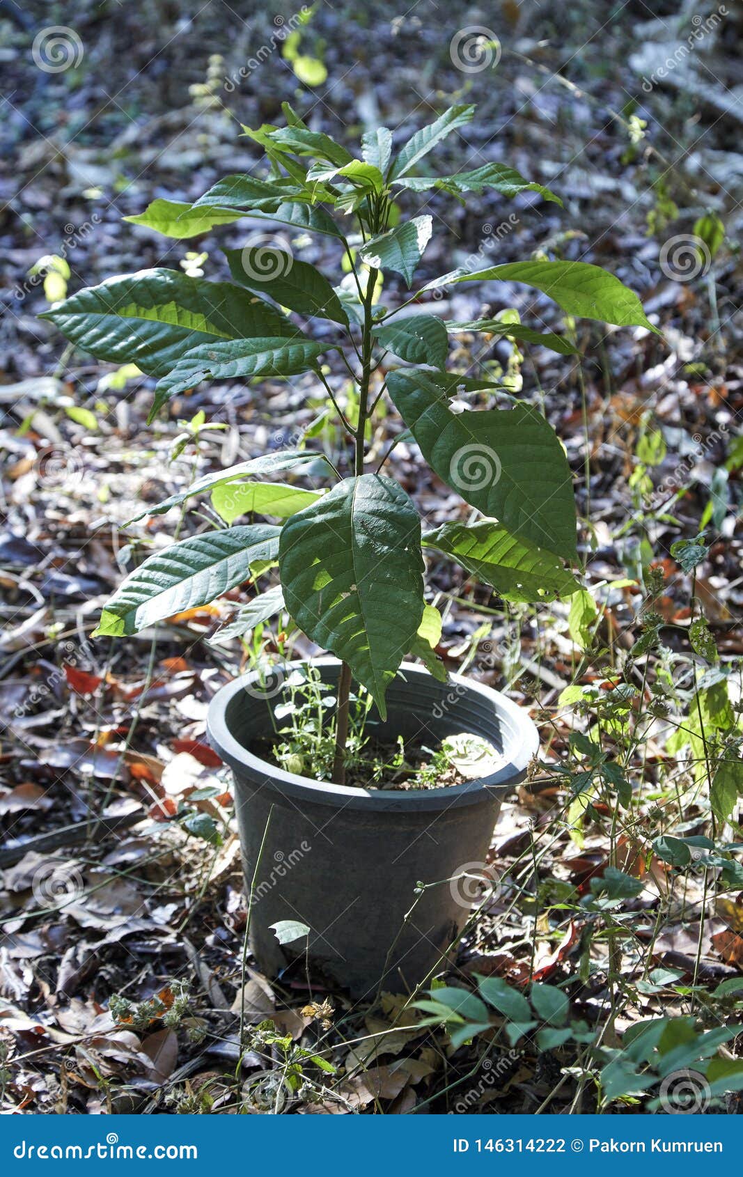 Cocoa seedlings in pot stock photo. Image of crop, tropical - 146314222