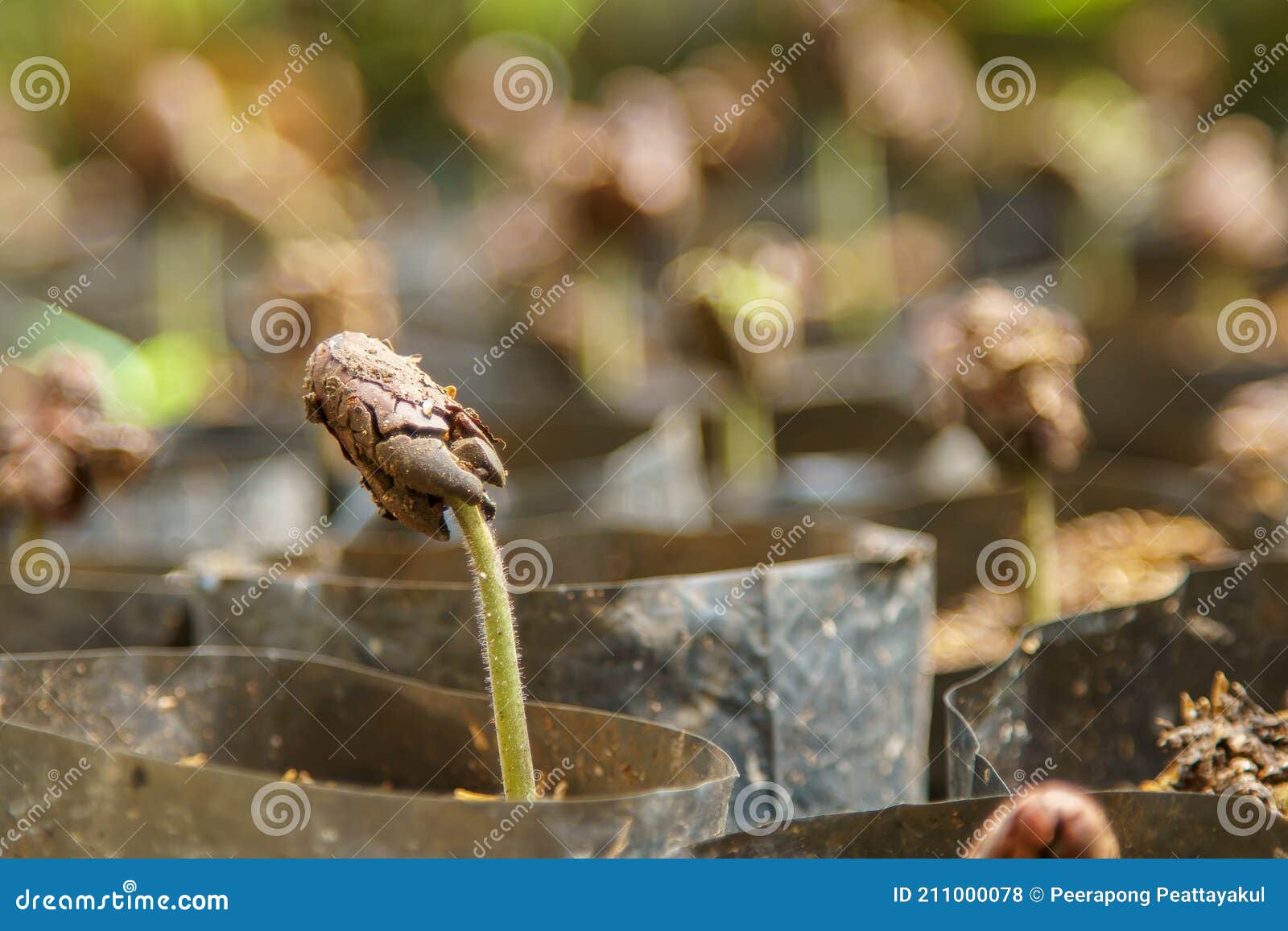 Cocoa Seedlings Cocoa Trees is Growing New on the Farm Stock Photo ...