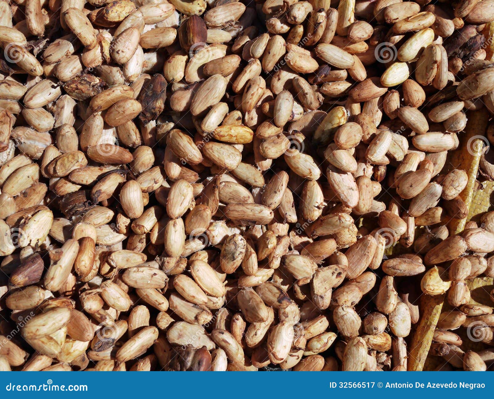 Cocoa seeds stock image. Image of agriculture, chocolate - 32566517