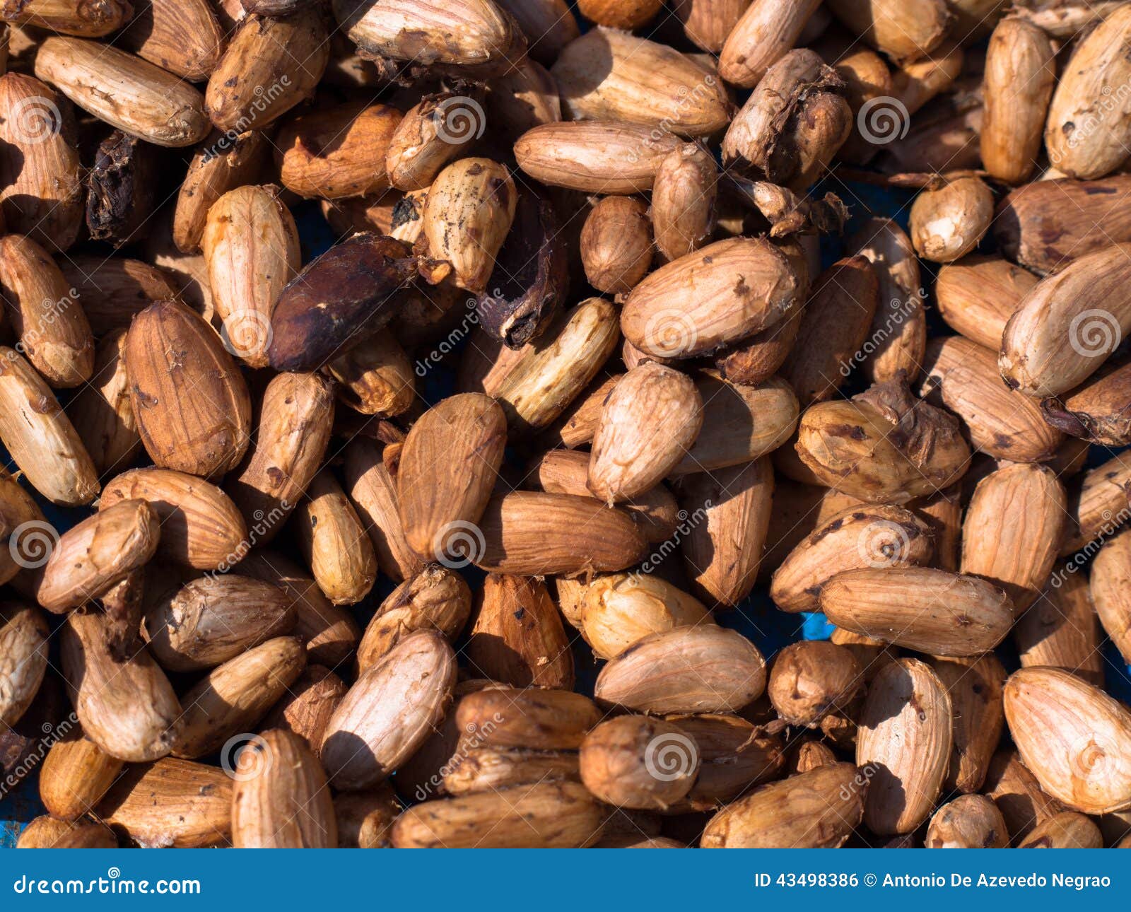 Cocoa seeds stock photo. Image of industry, beans, amazonia - 43498386