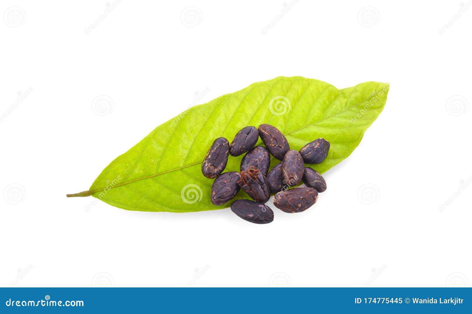 Dry Cocoa Seeds Stock Image | CartoonDealer.com #122387437