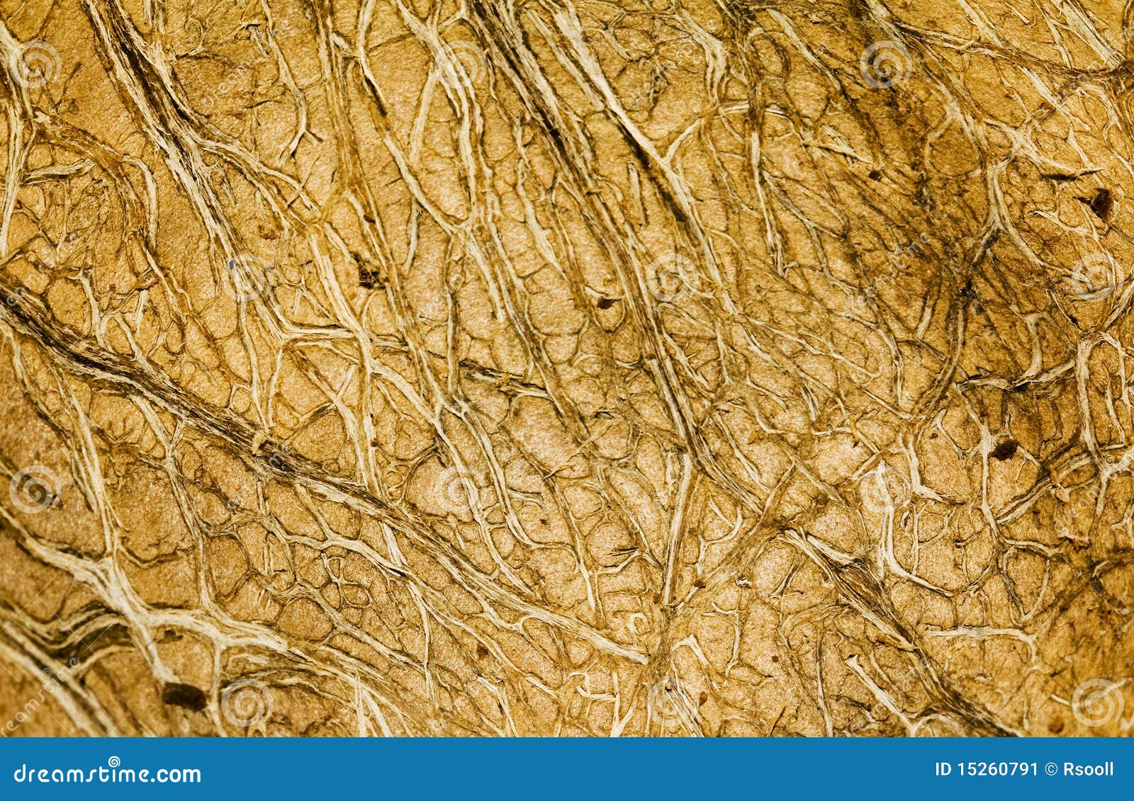 Cocoa shell stock image. Image of cover, grid, coco, shell - 15260791