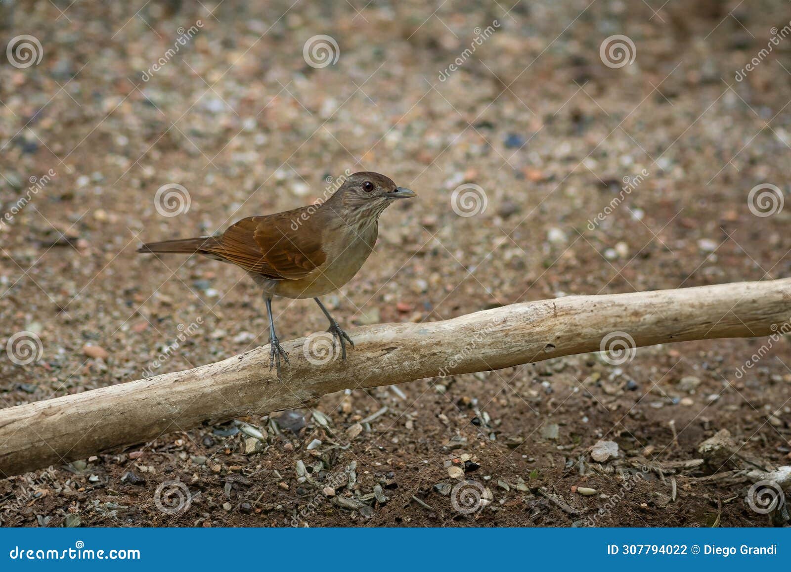 Cocoa Thrush bird stock photo. Image of fumigatus, neotropical - 307794022