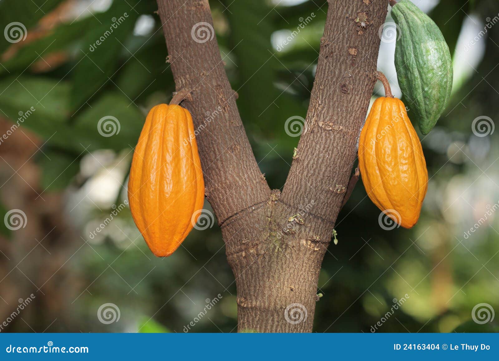 Cocoa Tree stock photo. Image of chocolate, botanical - 24163404