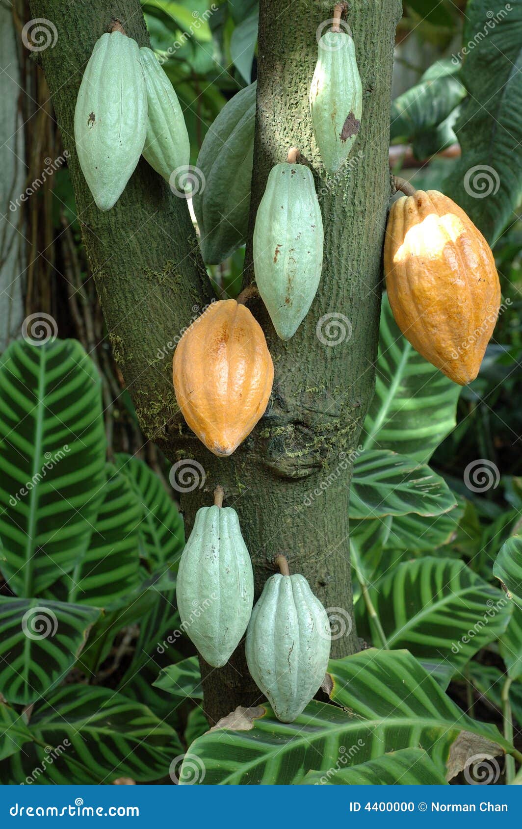 Cocoa Tree Stock Photo - Image: 4400000