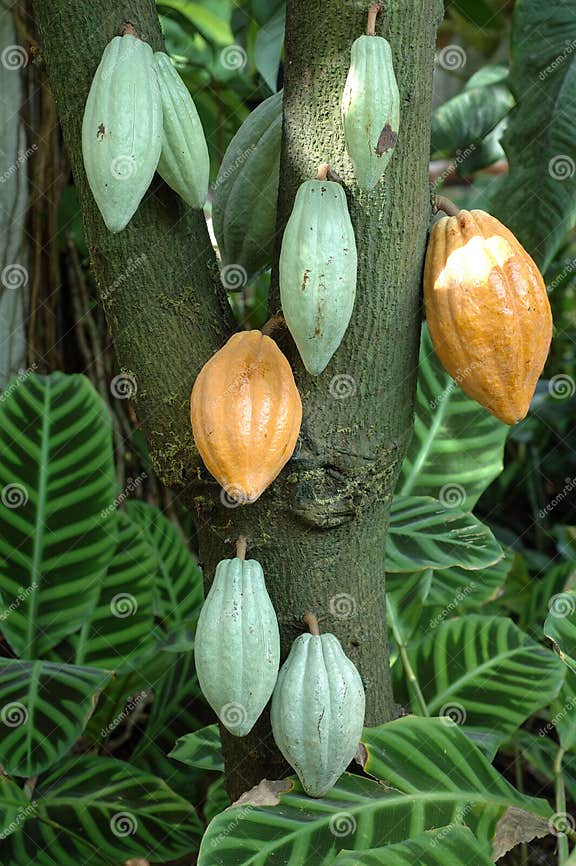 Cocoa tree stock photo. Image of cocoa, forest, tropical - 4400000