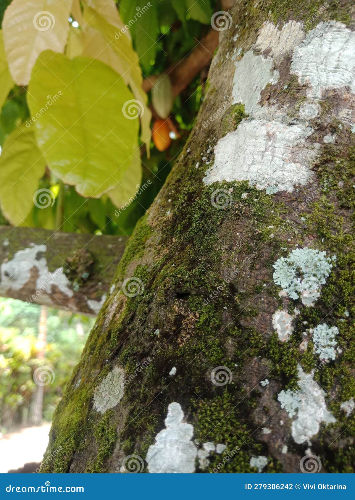 Cocoa tree bark stock photo. Image of cocoa, tree, nature - 279306242