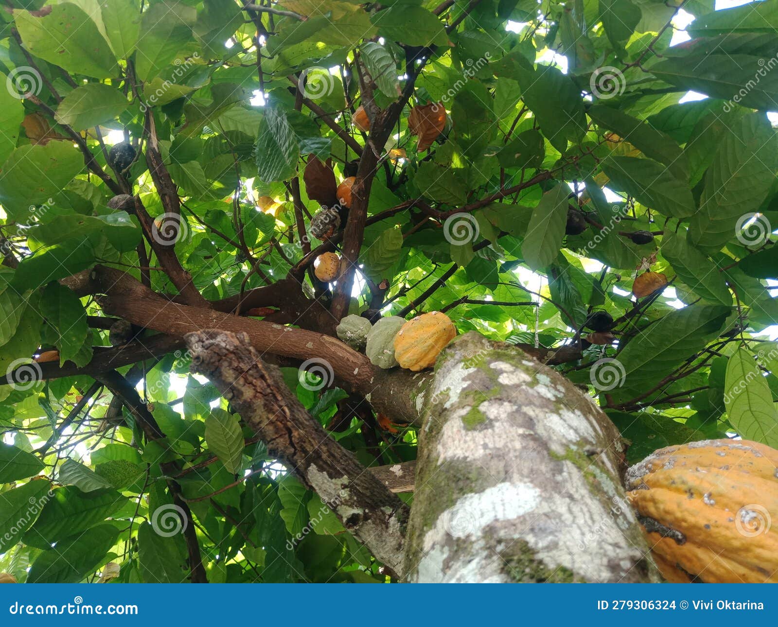 Cocoa tree bark stock photo. Image of bark, fruits, cocoa - 279306324