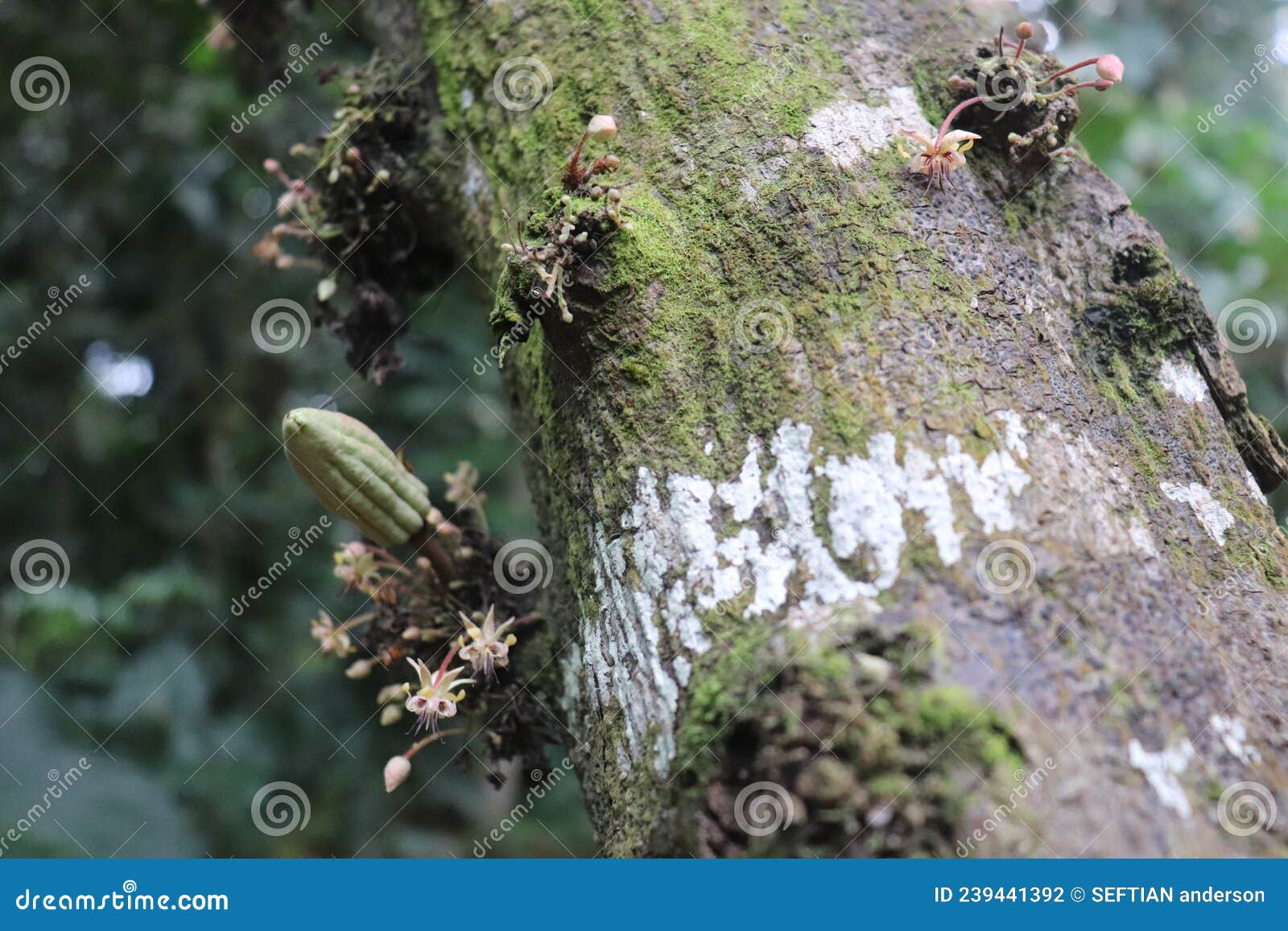 Cocoa tree bark texture stock photo. Image of bark, woodland - 239441392