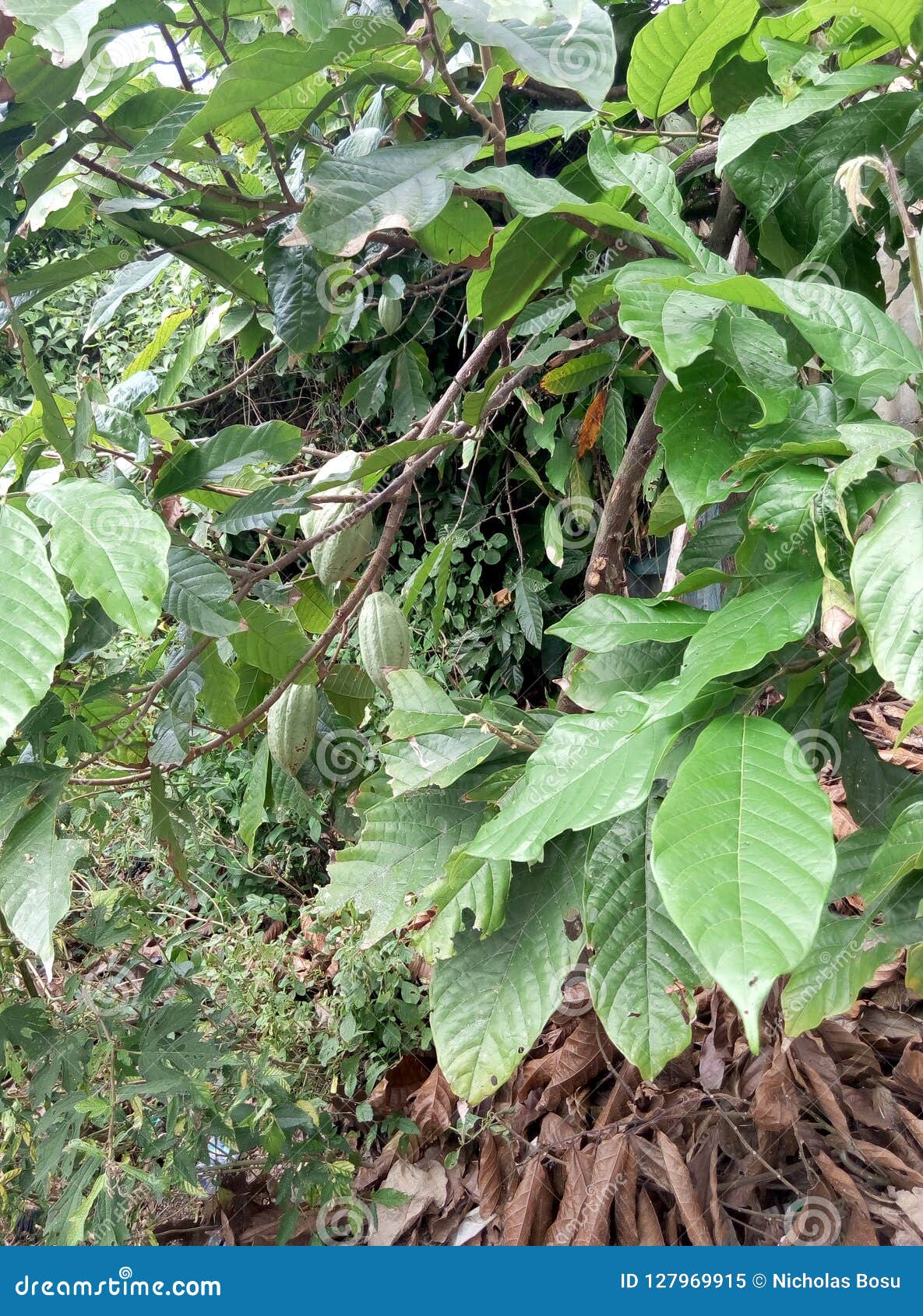 Cash crop stock image. Image of tree, cocoa, crop, cash - 127969915