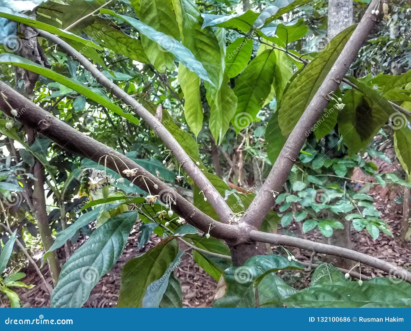 Cocoa tree stock photo. Image of garden, flowerfruit - 132100686