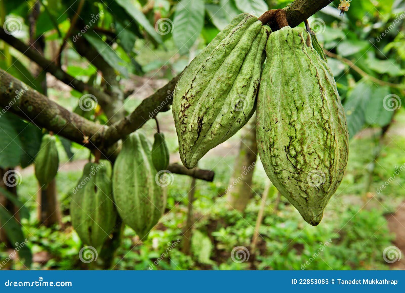 Cocoa tree with fruit stock image. Image of agriculture - 22853083
