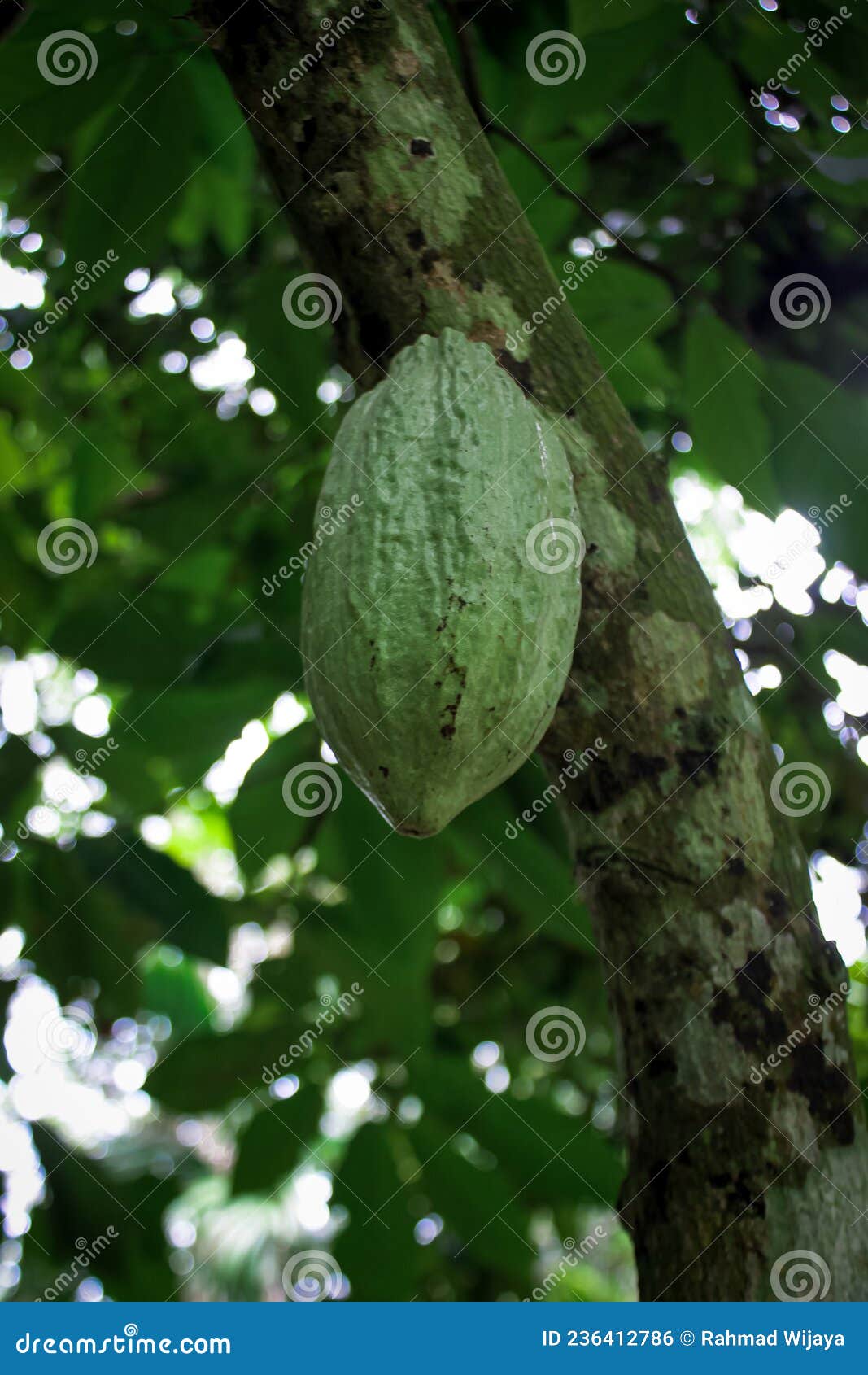 Cocoa Tree Fruit that is Still Green Stock Photo - Image of fruit ...