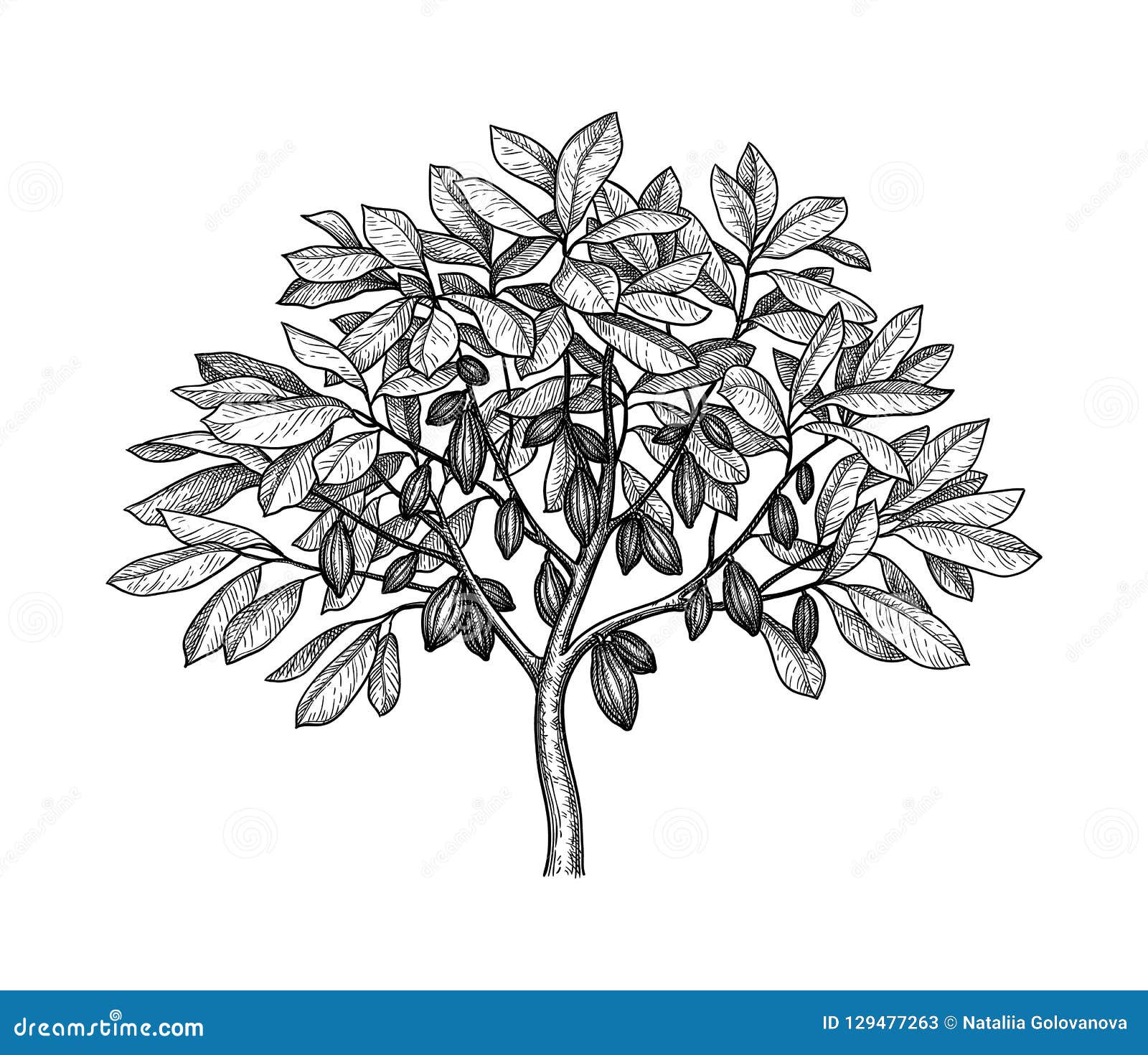 Cocoa Tree Illustration, Drawing, Engraving, Ink, Line Art, Vector ...