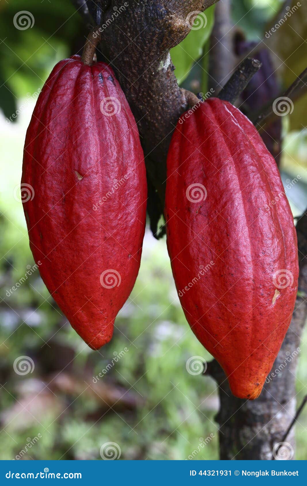Cocoa tree with pods stock image. Image of coast, island - 44321931