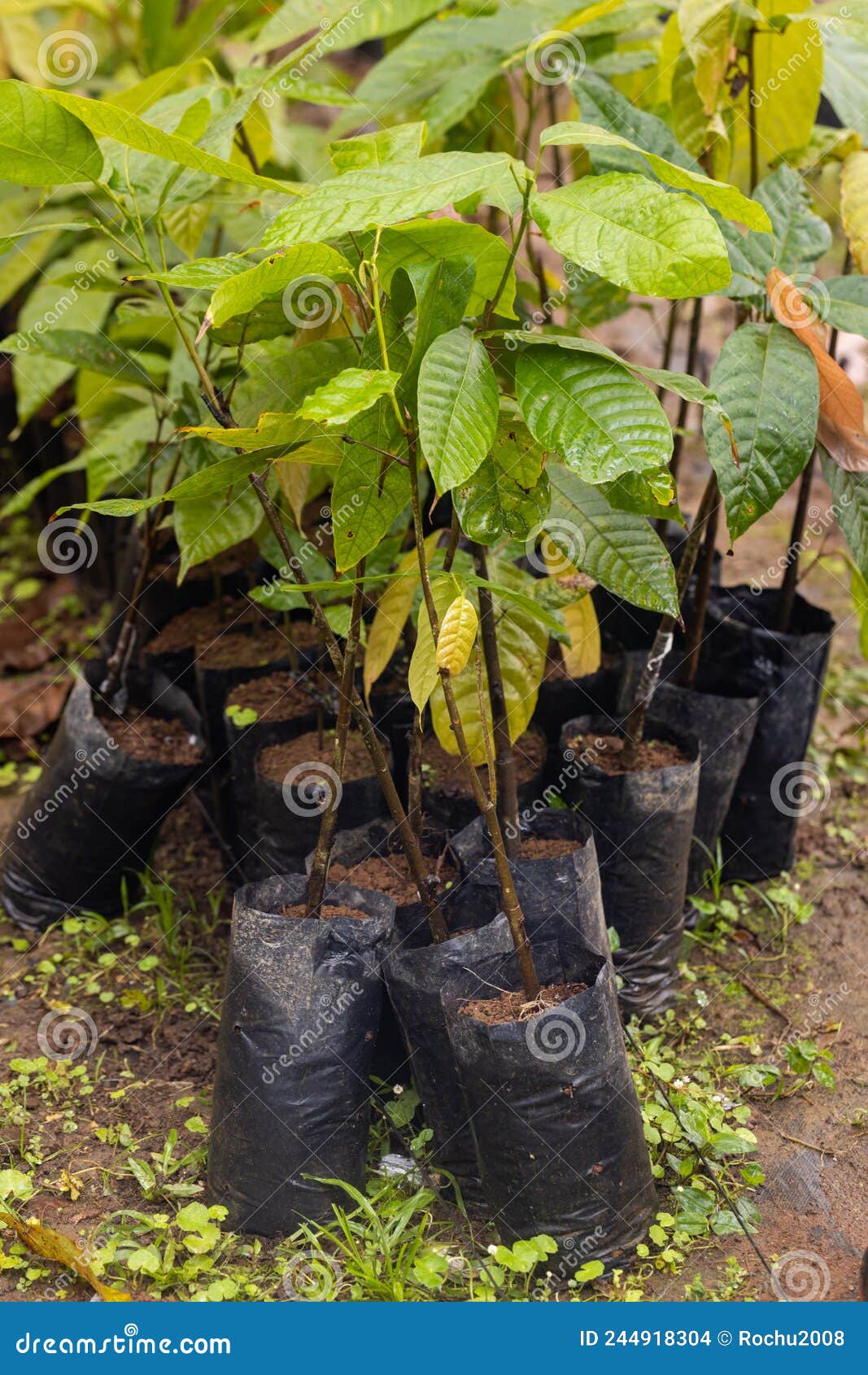 Cocoa Tree Seedlings, Prepared for Planting in an Ecological Plantation ...