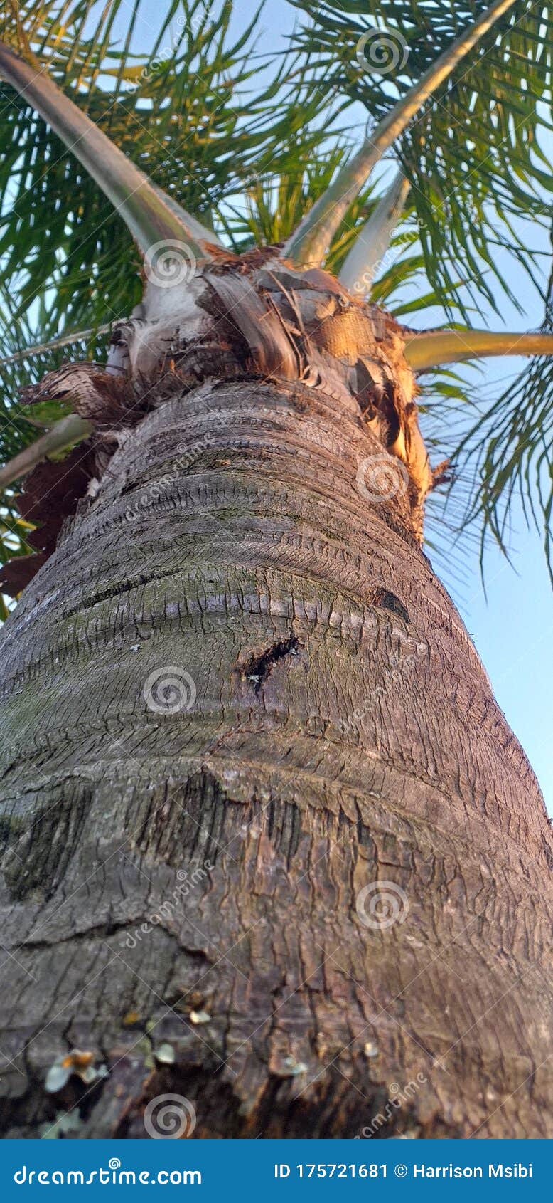 Cocoa tree trunk stock image. Image of cocoa, agriculture - 175721681