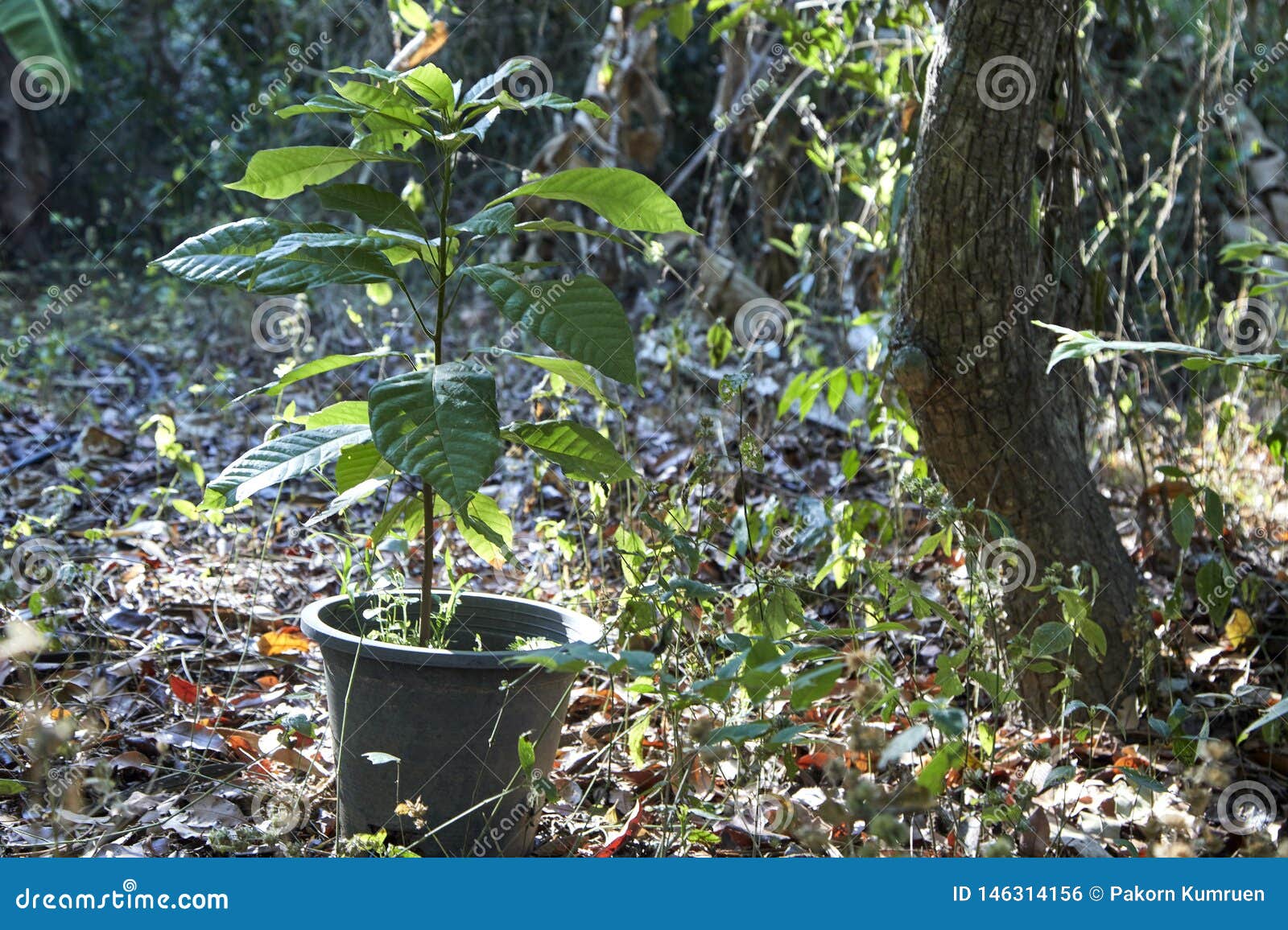 Cocoa Tree Which Manages Planting in Pot Stock Photo - Image of fruits ...
