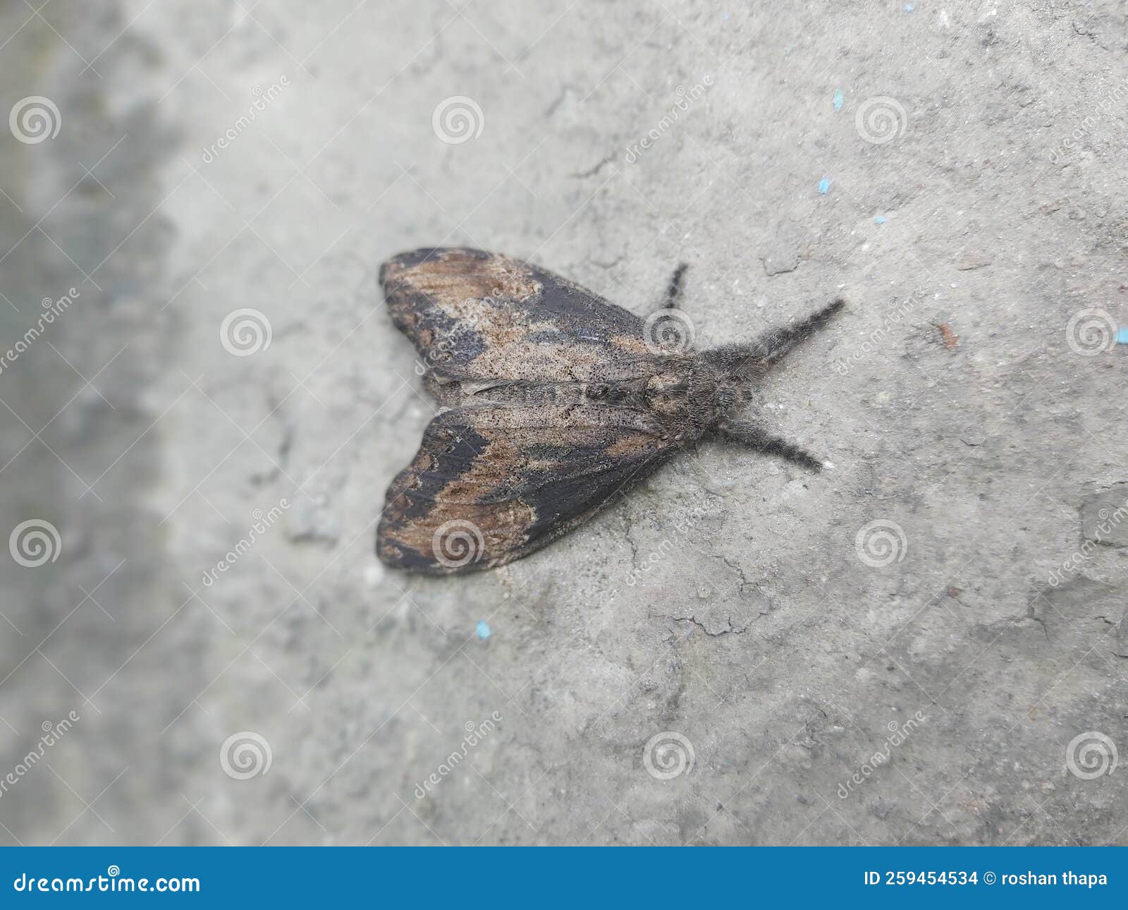 Cocoa Tussock Moth - Butterfly Stock Photo - Image of tropics, family ...