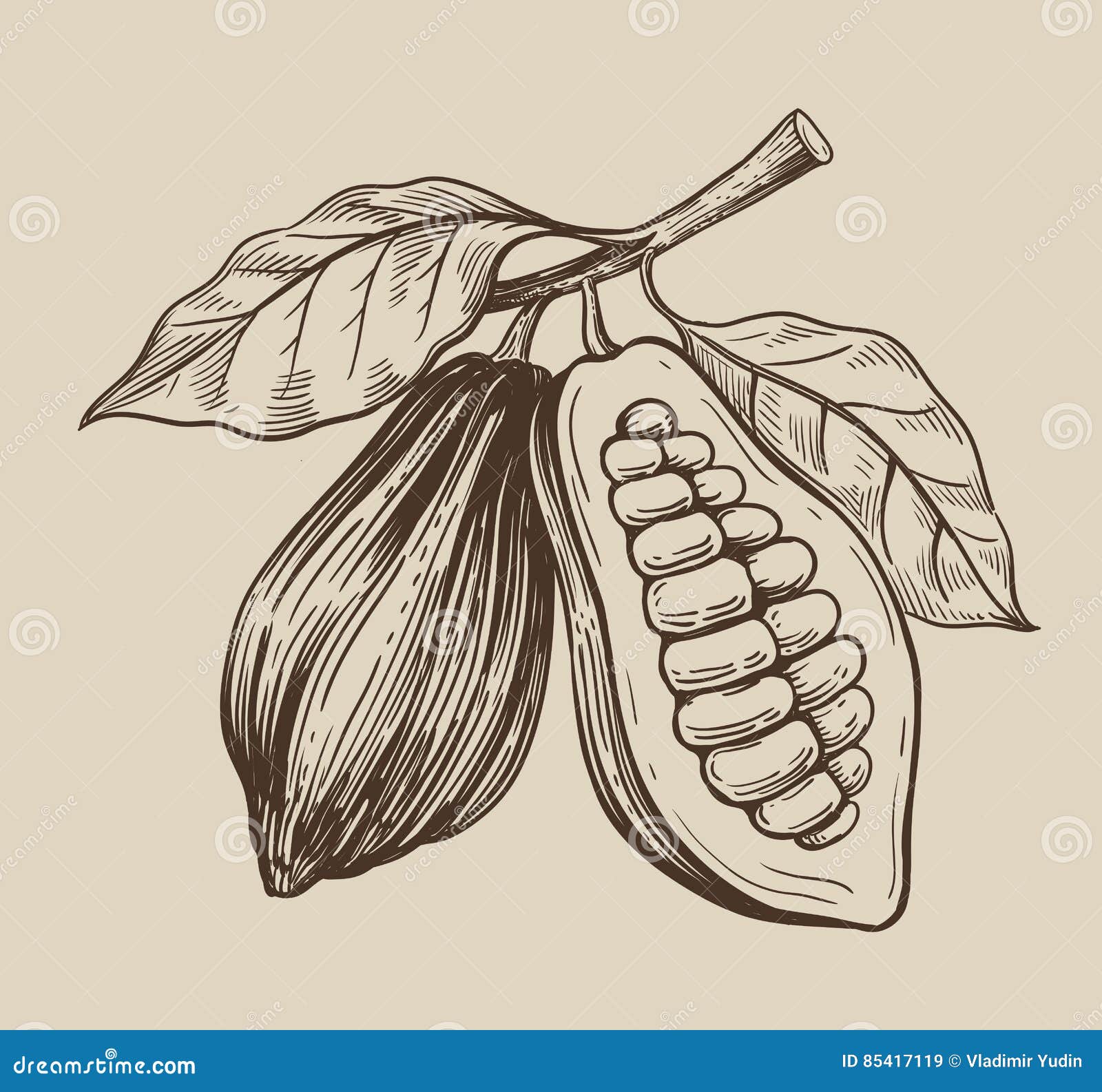 Cocoa vector symbol stock vector. Illustration of brown - 85417119